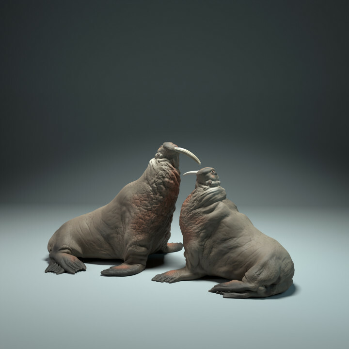 Animal Den - Walrus Fight