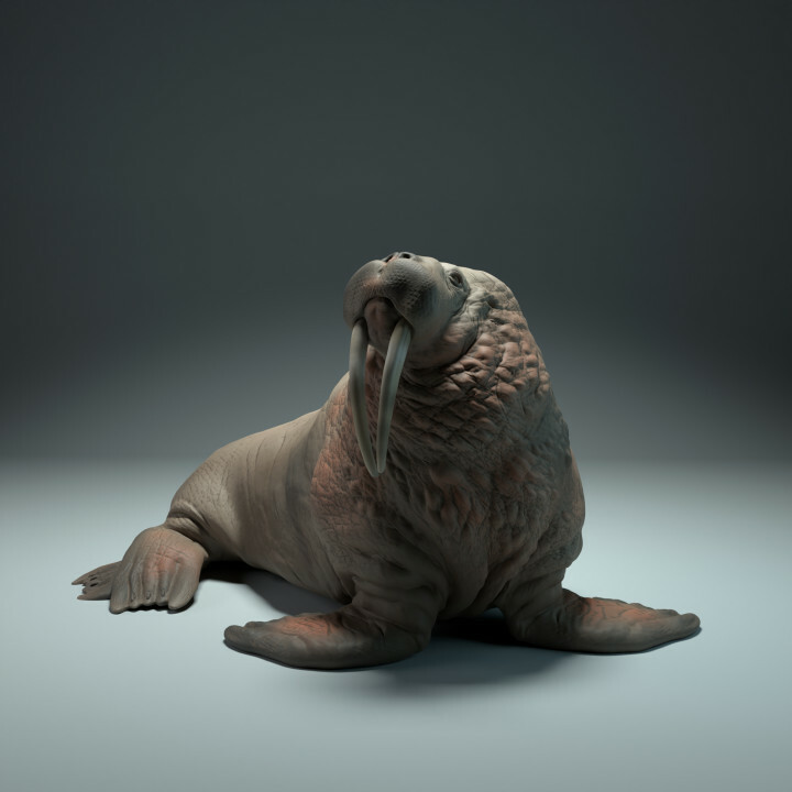 Animal Den - Walrus