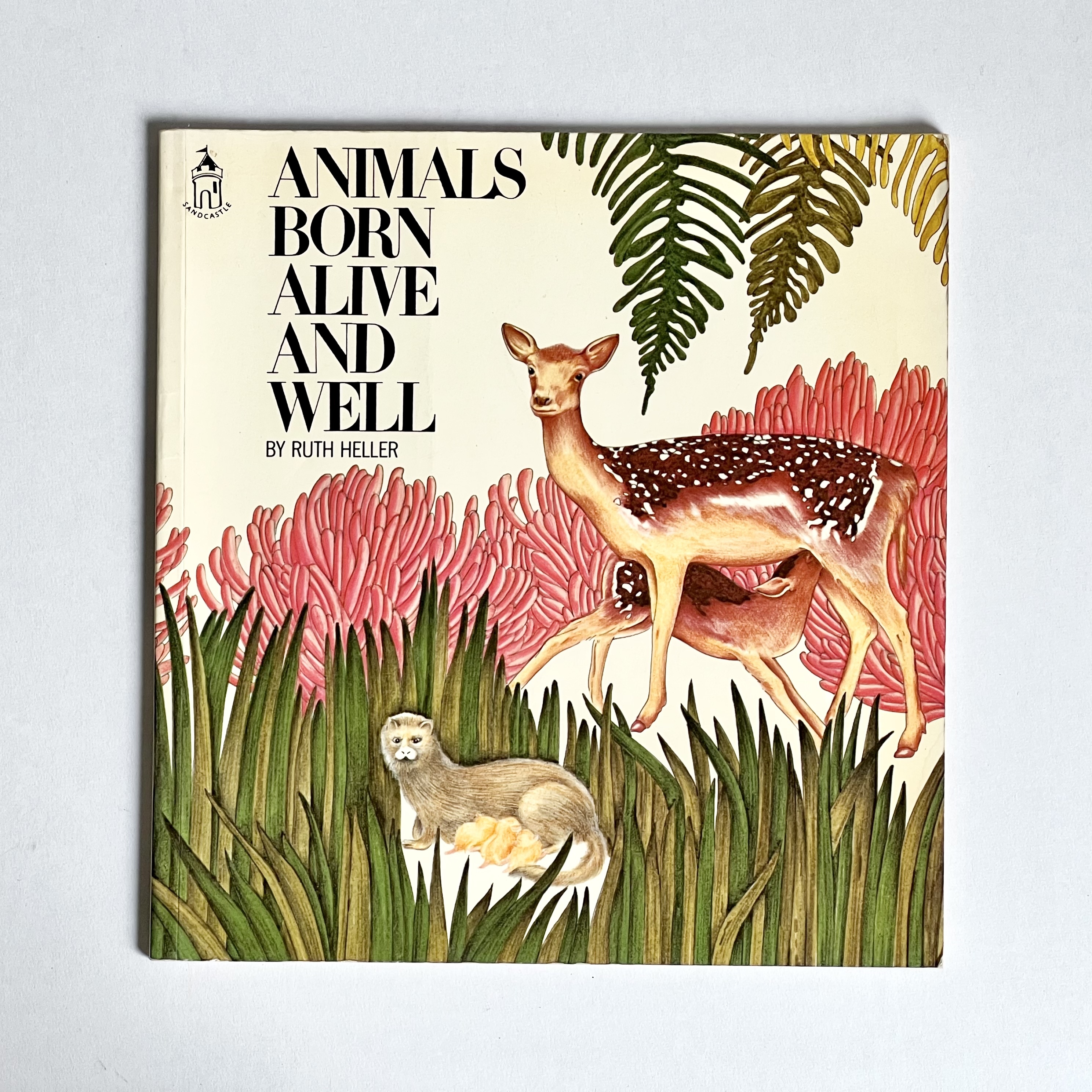平裝英文童書 B｜Animals Born Alive and Well