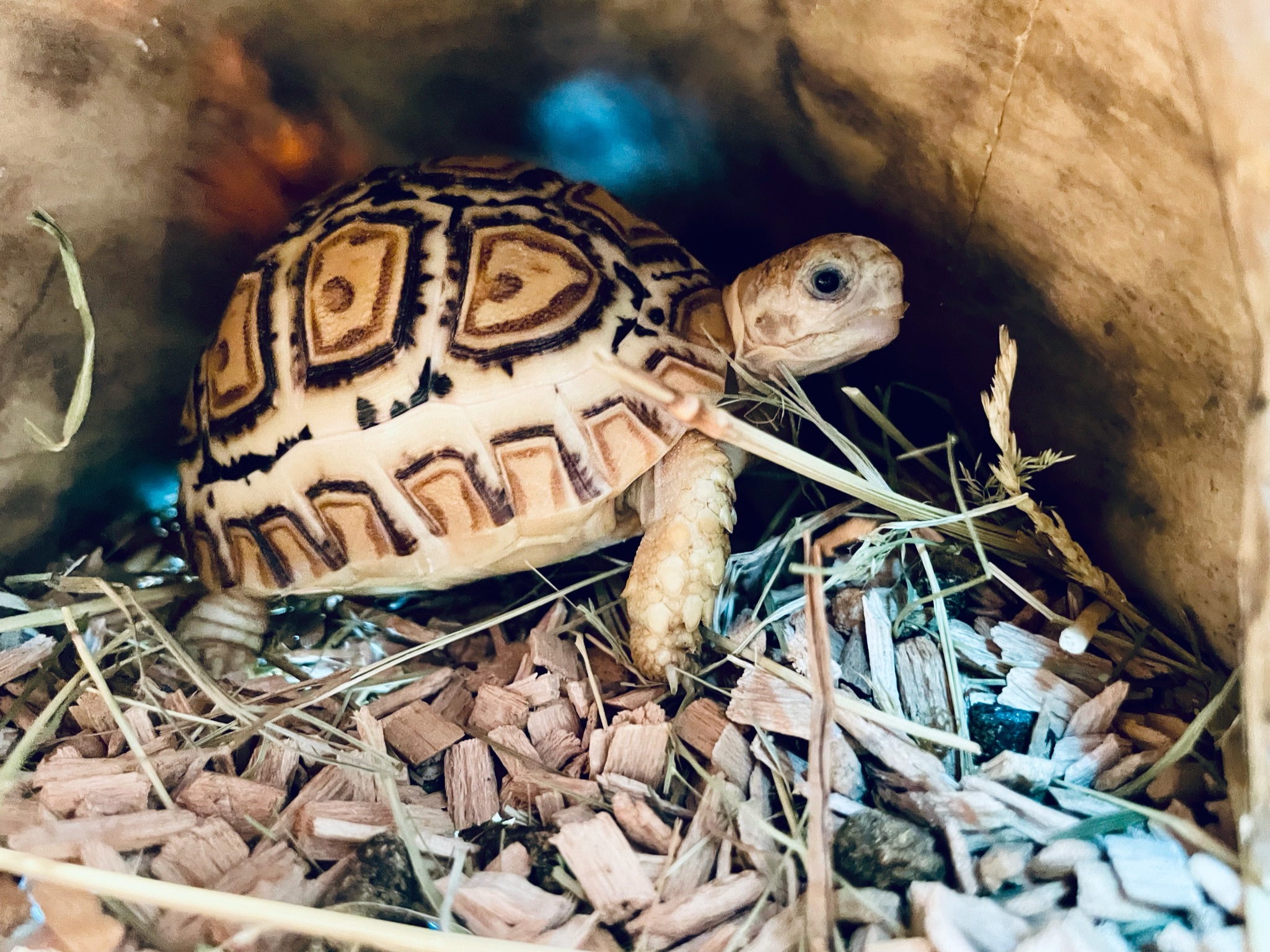 Giant Somalia Leopard Tortoise (stigmochelys pardalis 東
