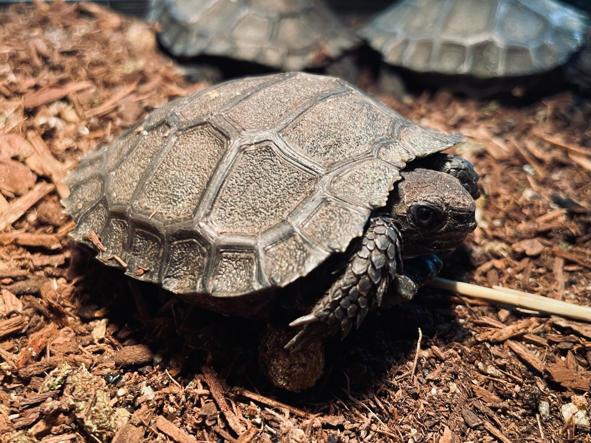 黑靴陸龜 (Manouria emys phayrei)