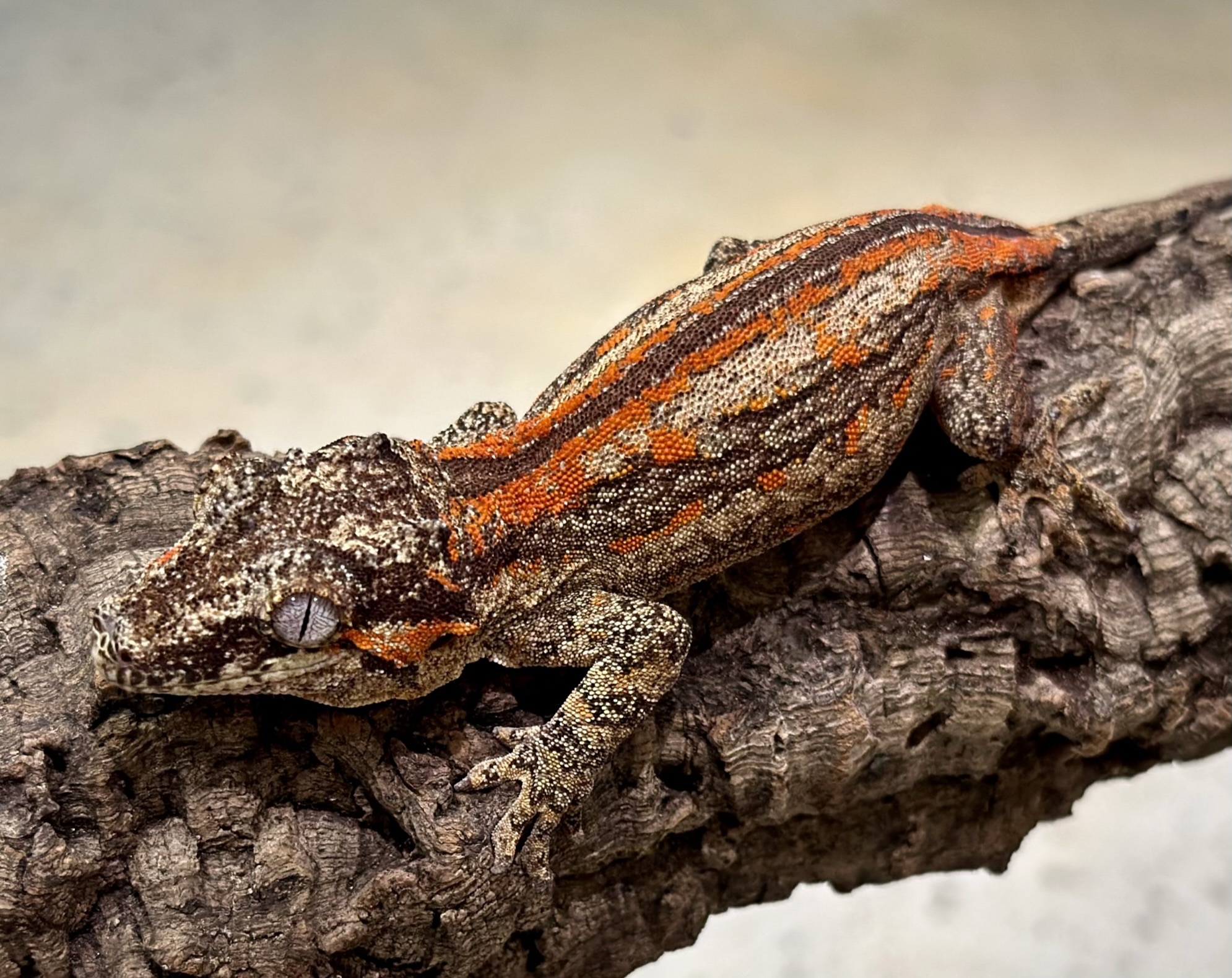 Gargoyle Gecko (Rhacodactylus auriculatus)