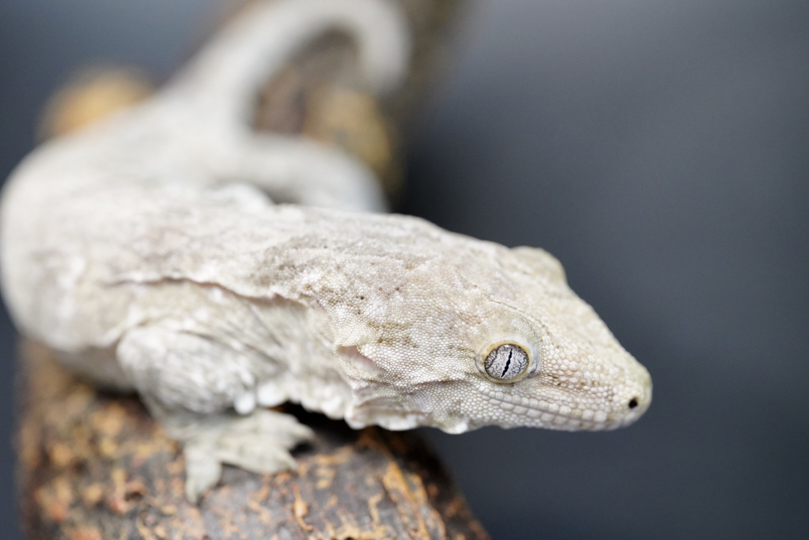 巨人守宮 (Rhacodactylus leachianus)