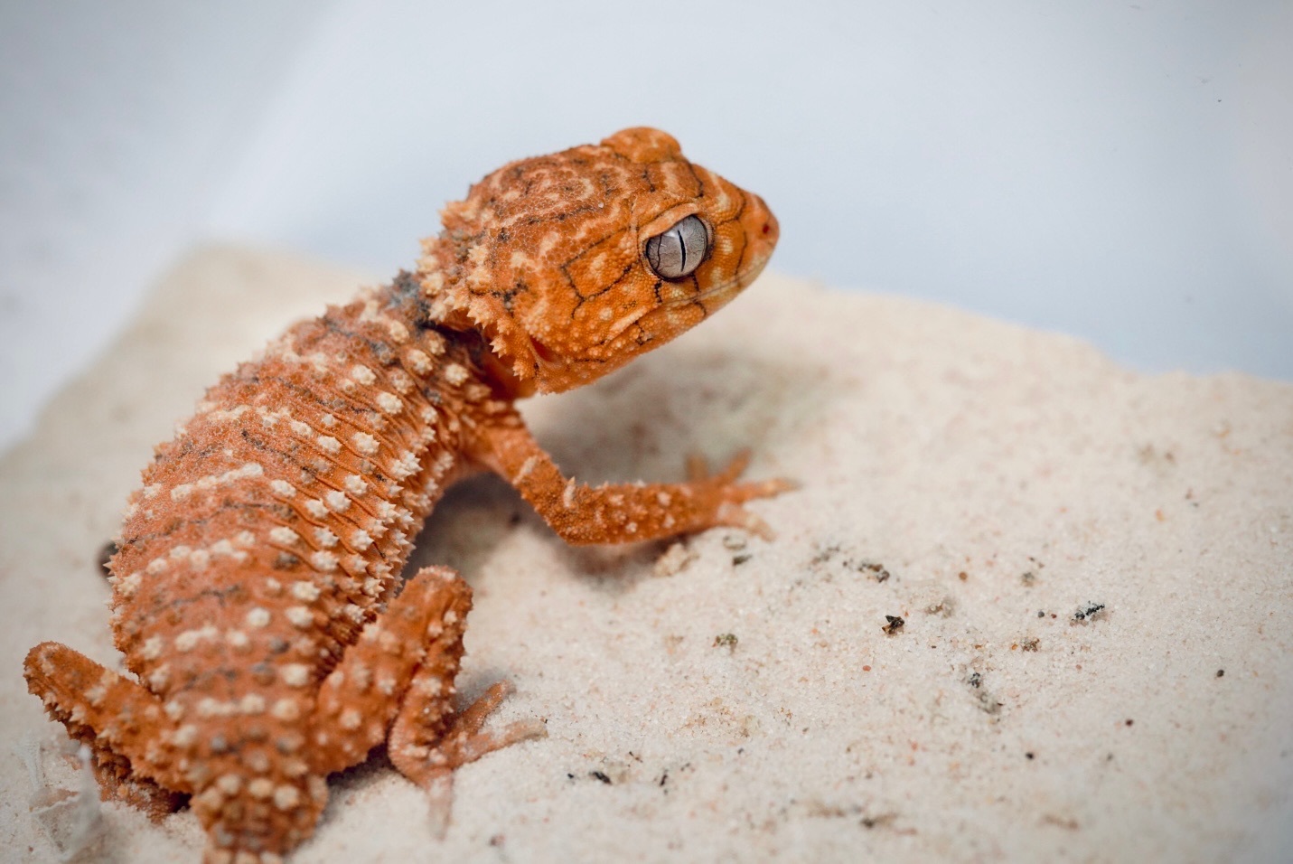 棘皮瘤尾守宮 (Nephrurus amyae)