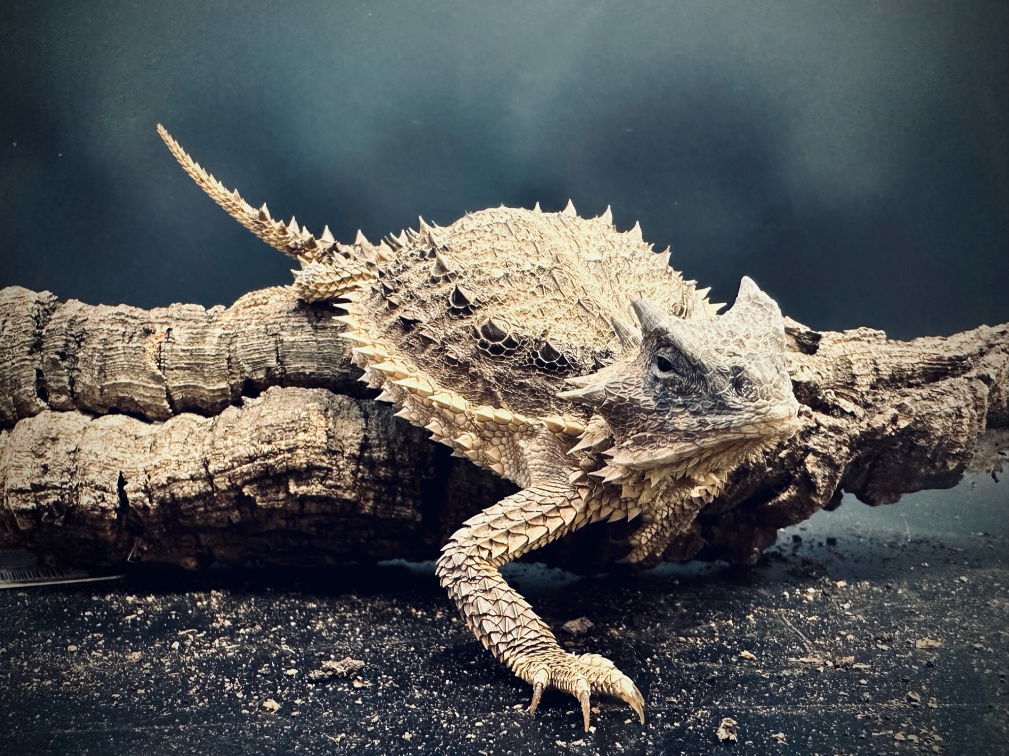 Desert Horned Lizards (Phrynosoma platyrhinos )