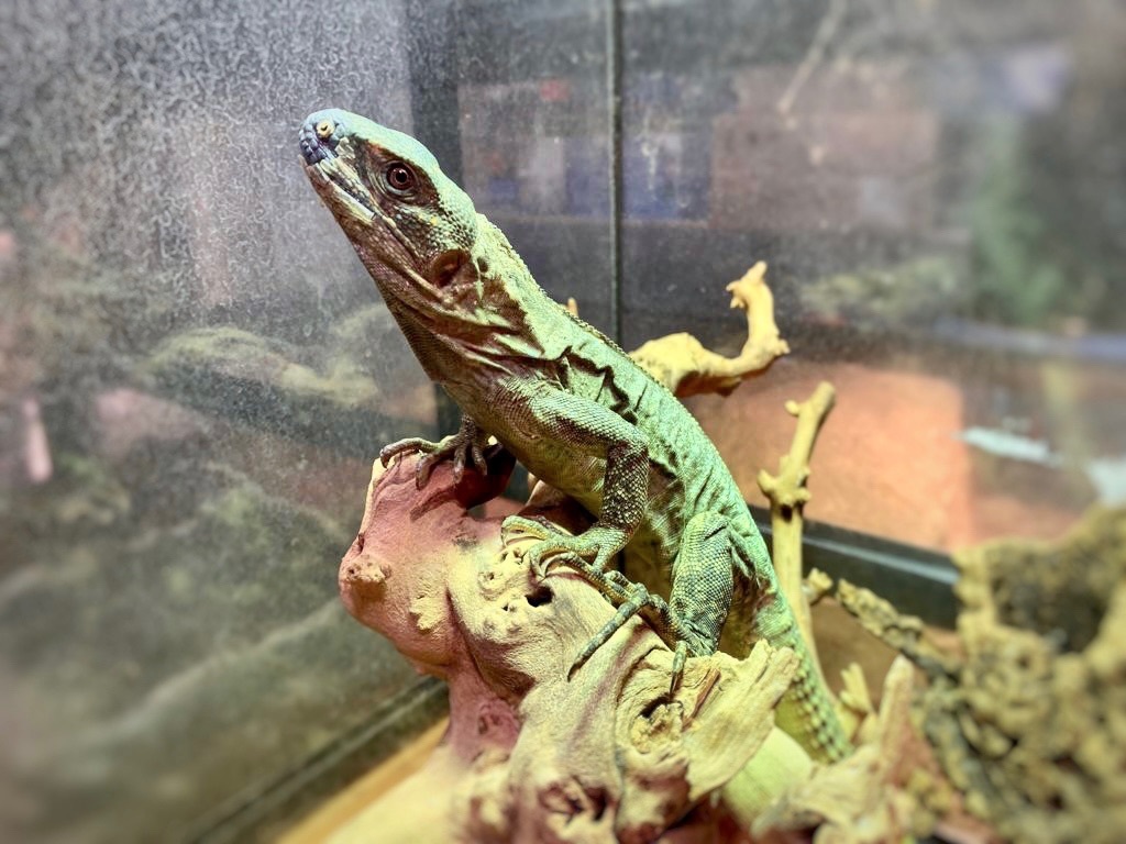 香蕉刺尾鬣蜥 (Ctenosaura pectinata banana)