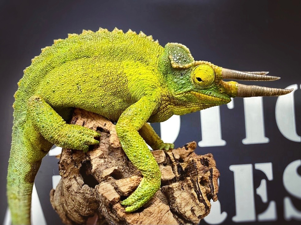 Jackson's Chameleon (Chamaeleo Jacksonii )