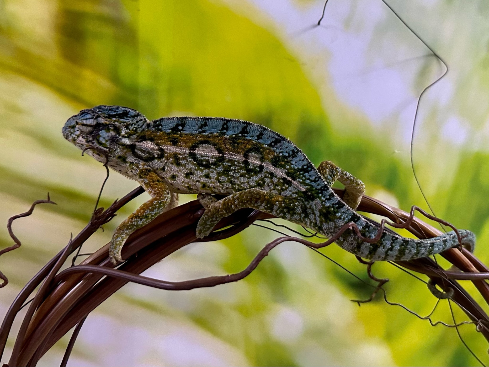 Carpet Chameleon/ Jewel Chameleon (Furcifer lateralis)