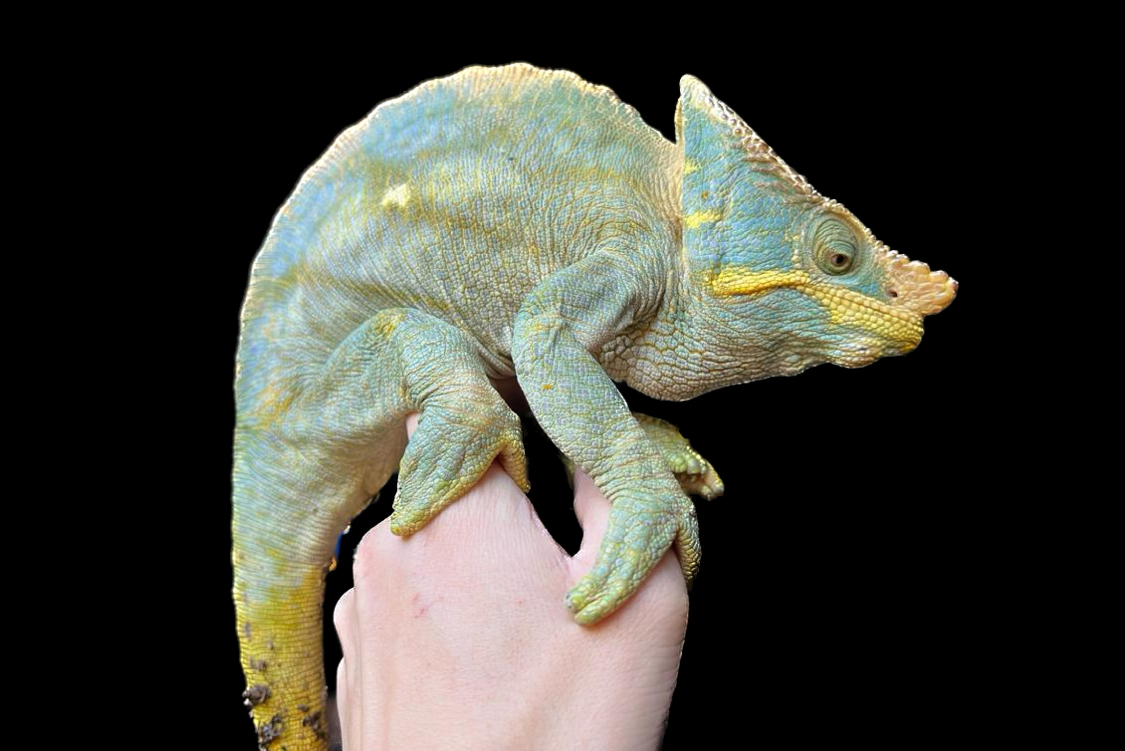 Parson's Chameleon (Calumma parsonii)