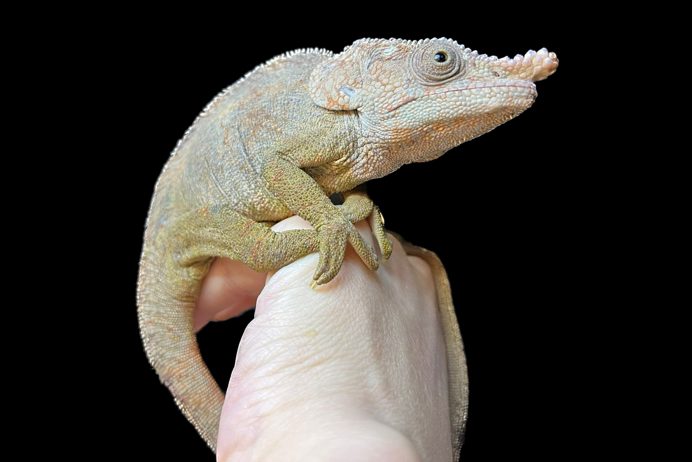 Elephant Eared Chameleon/ Short Horned Chameleon (Calum