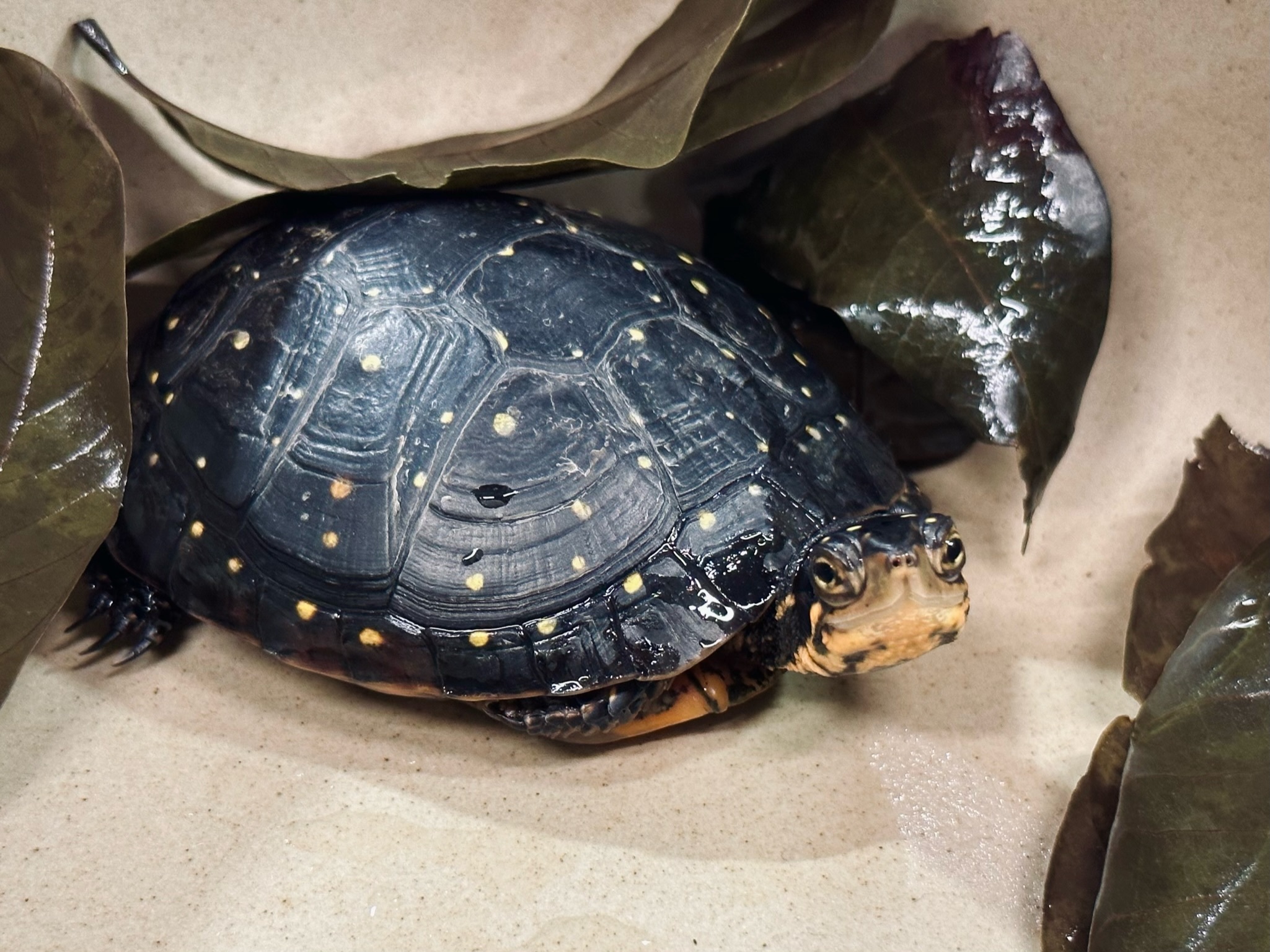 Spotted Turtle (Clemmys guttata)