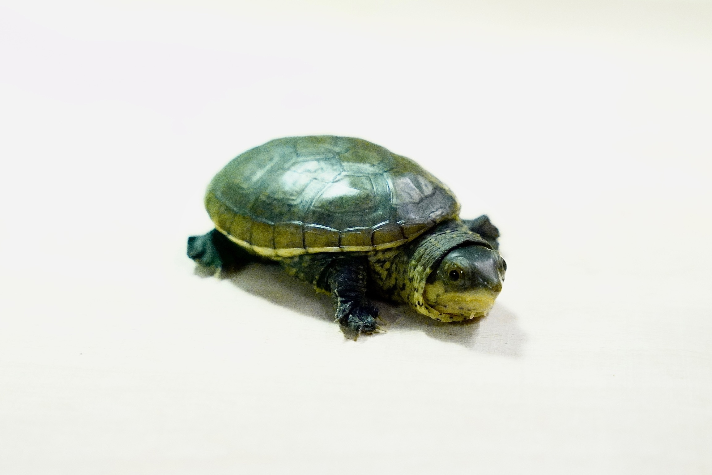 Narrow-bridged Musk Turtle (Claudius angustatus)