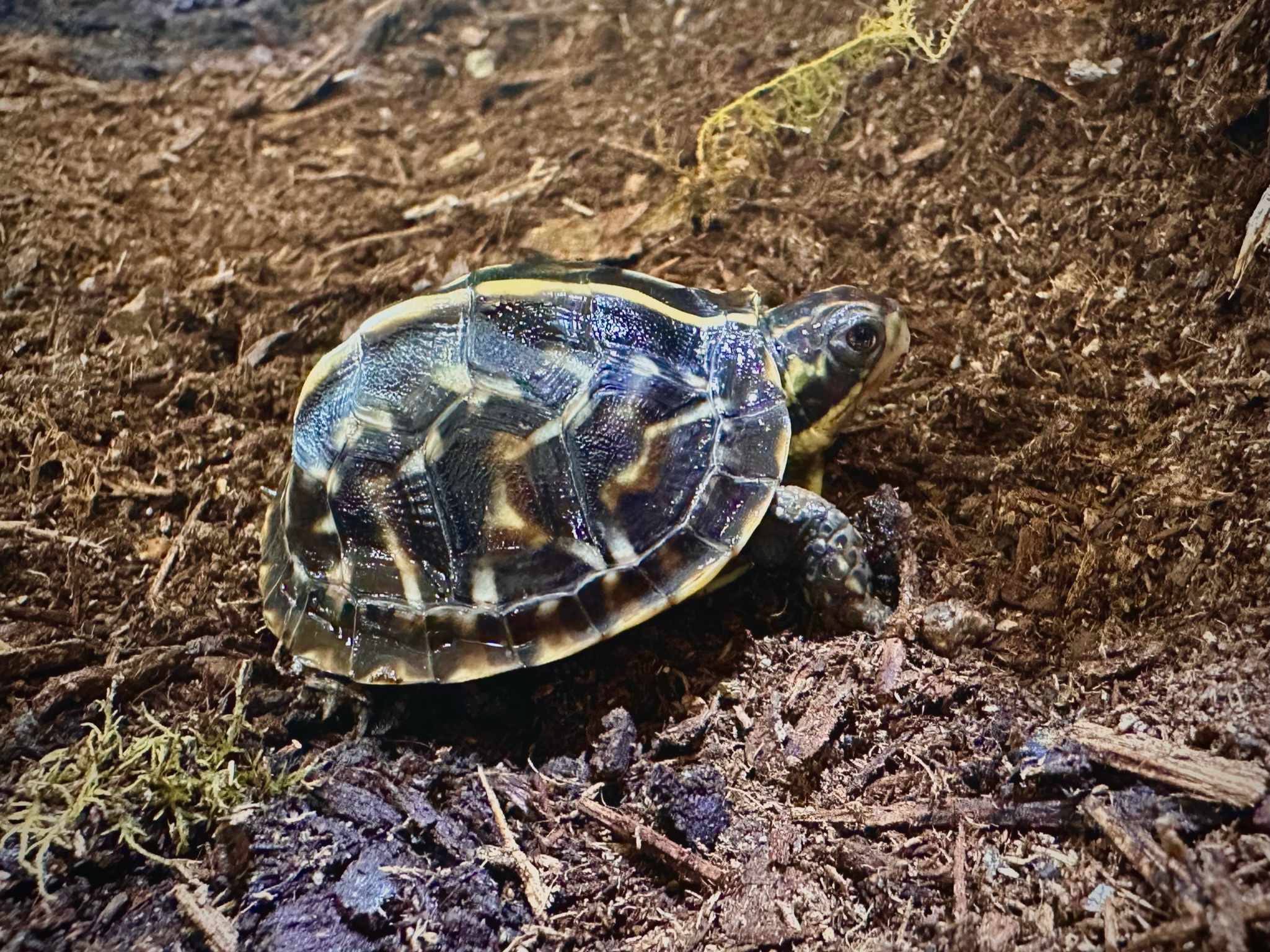 Florida Box Turtle (Terrapene carolina bauri)