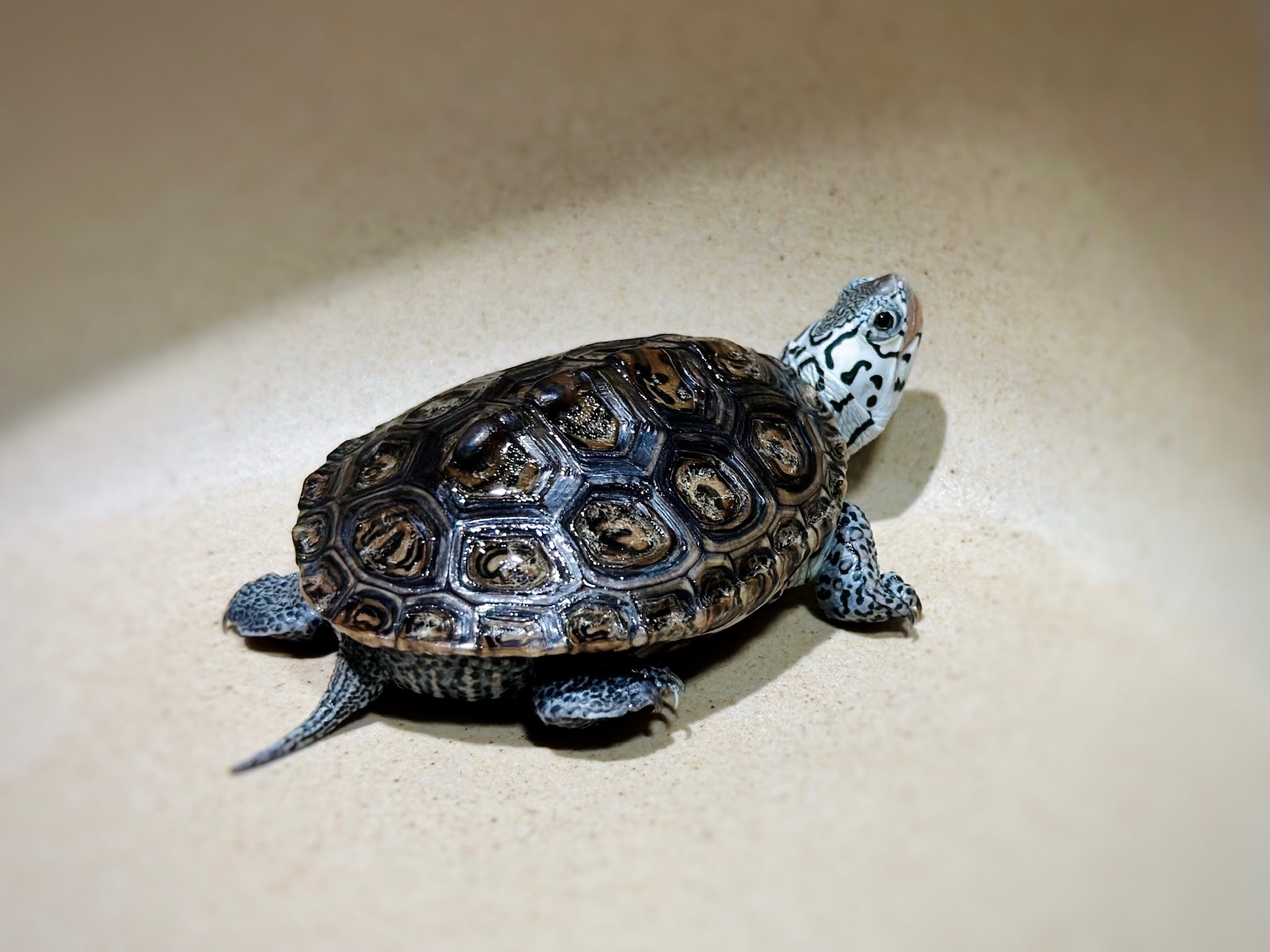 卡羅萊納鑽紋龜(大花臉) ()
