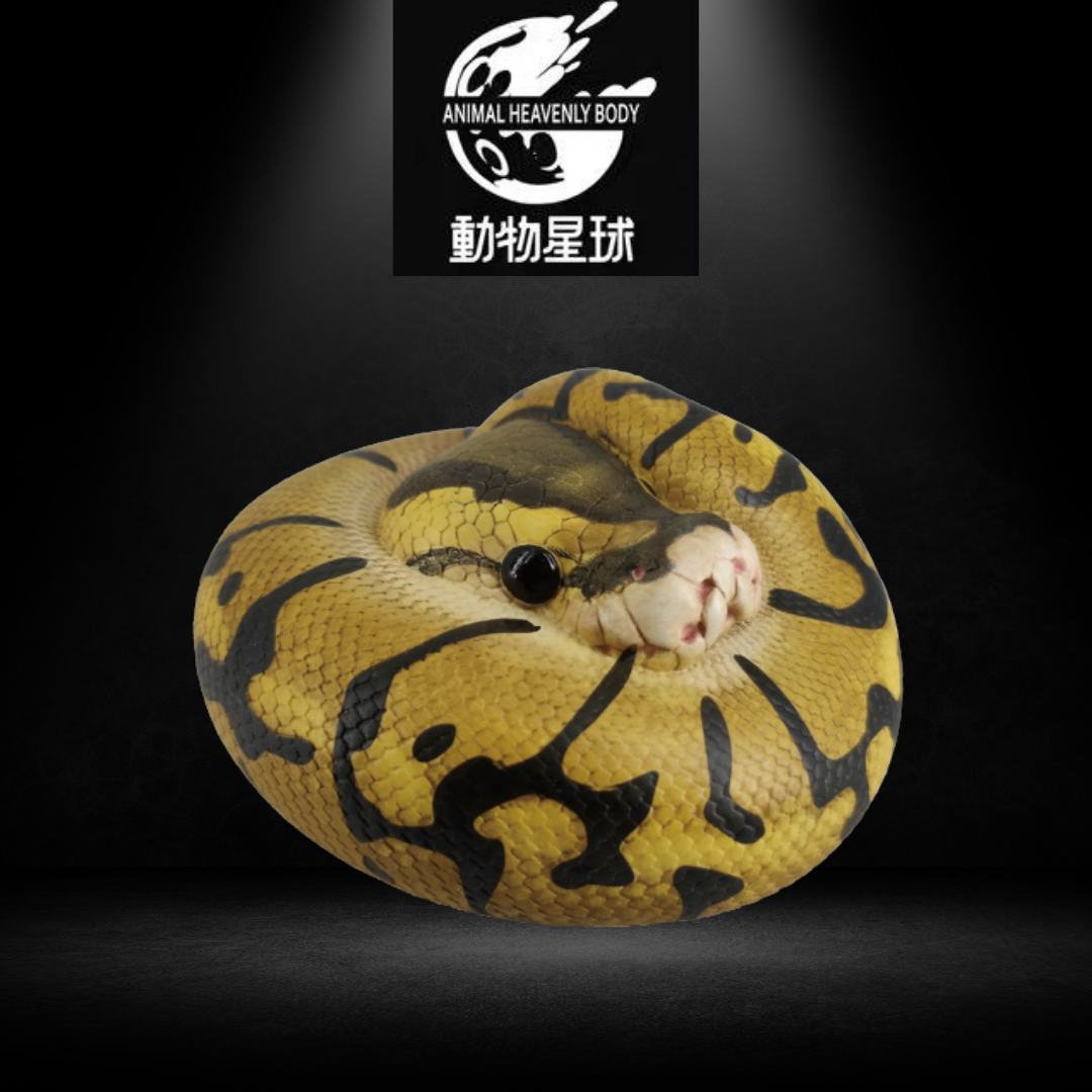 Animal Planet Figures - Ball Python (Enchi)