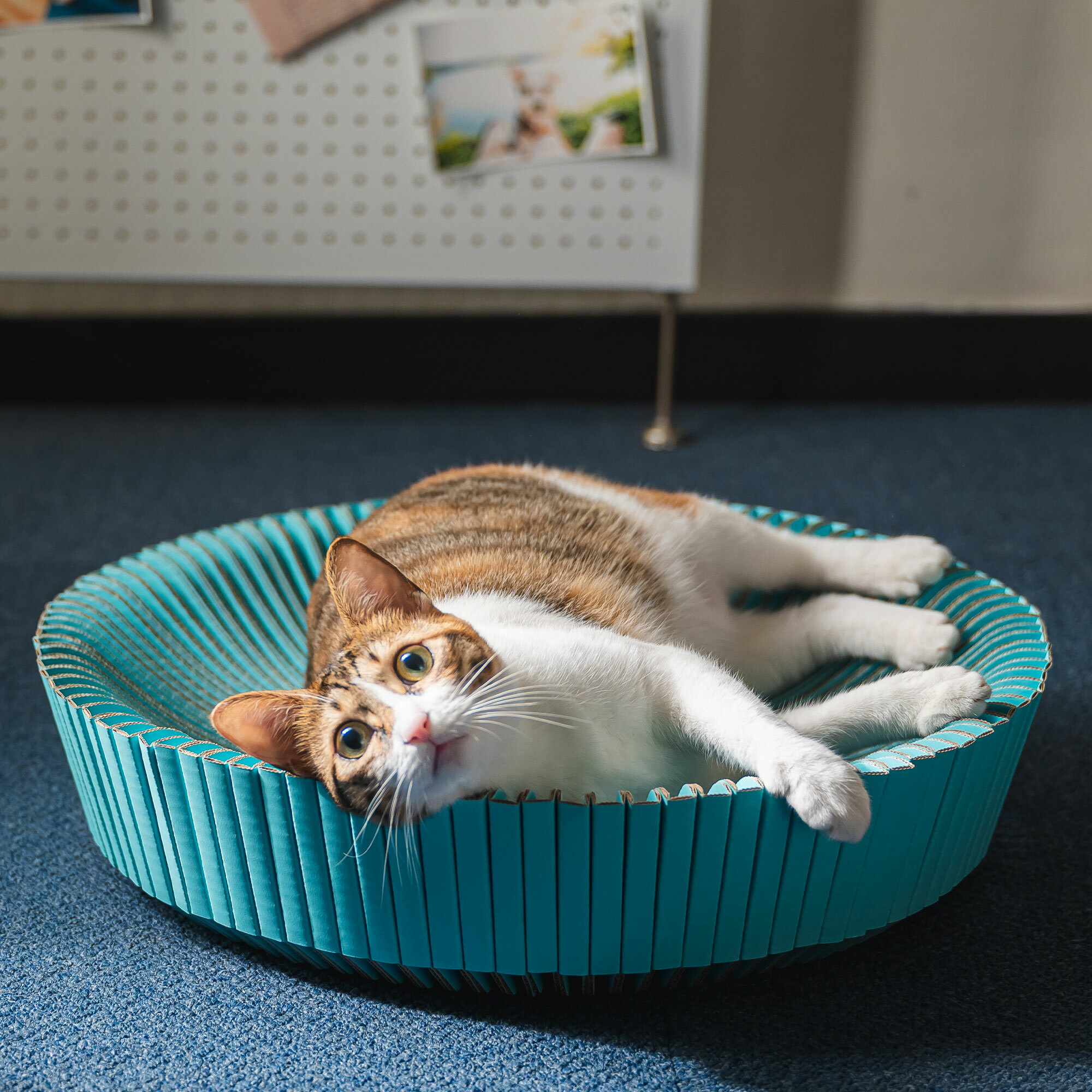 KATRIS Nest 貓好巢｜DIY 版｜午夜黑｜