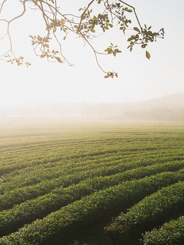 Green Tea Citrus (Balinese concept)