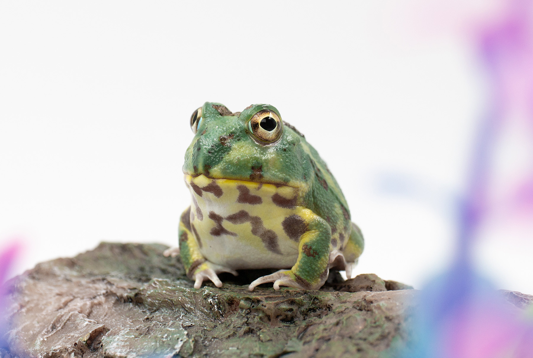 波子角蛙如何飼養以及飼養花費｜彼得爬寵Peter's Pacman