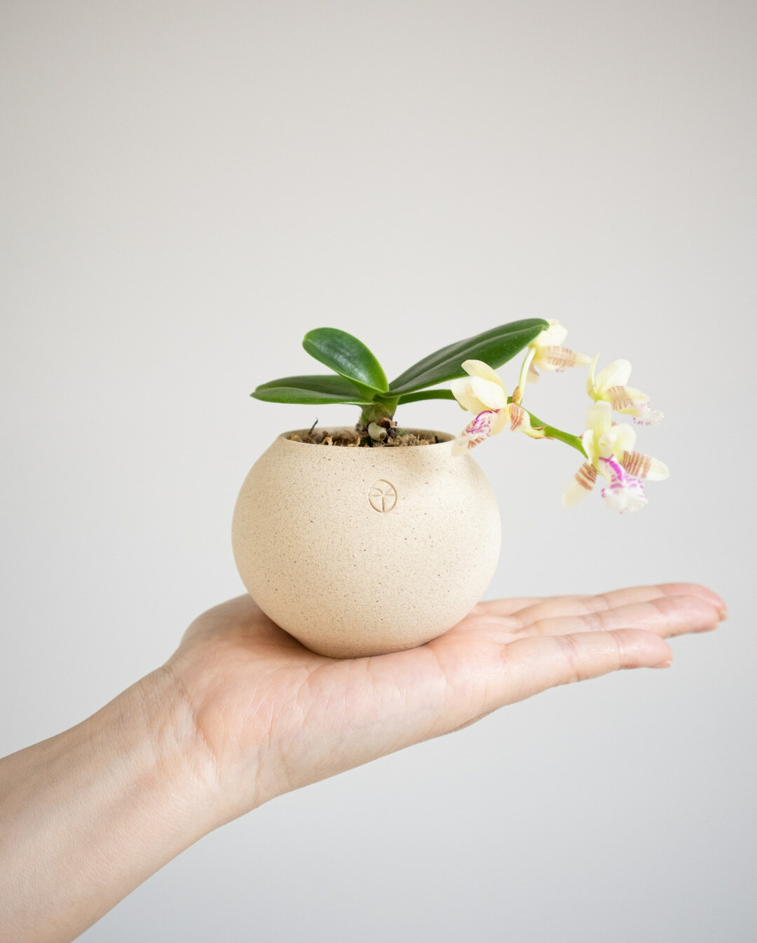 Sprout PEARL | Moon pot