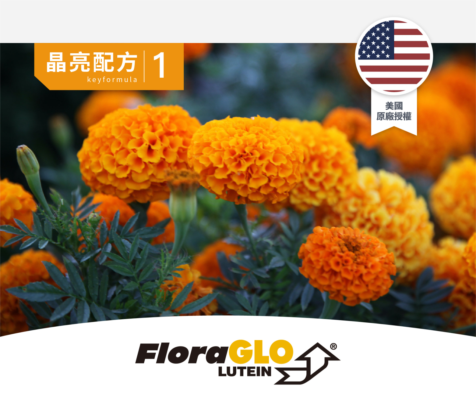 【晶亮專科加強版】9合1美國專利FloraGLO®葉黃素( 游離型) VITABOX®