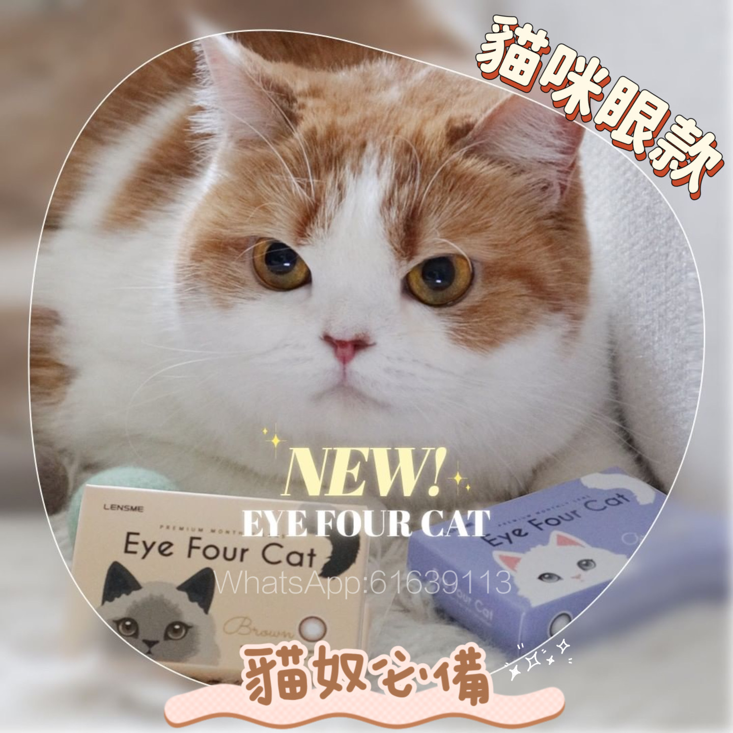 Lensme Eye Four Cat Month 2P