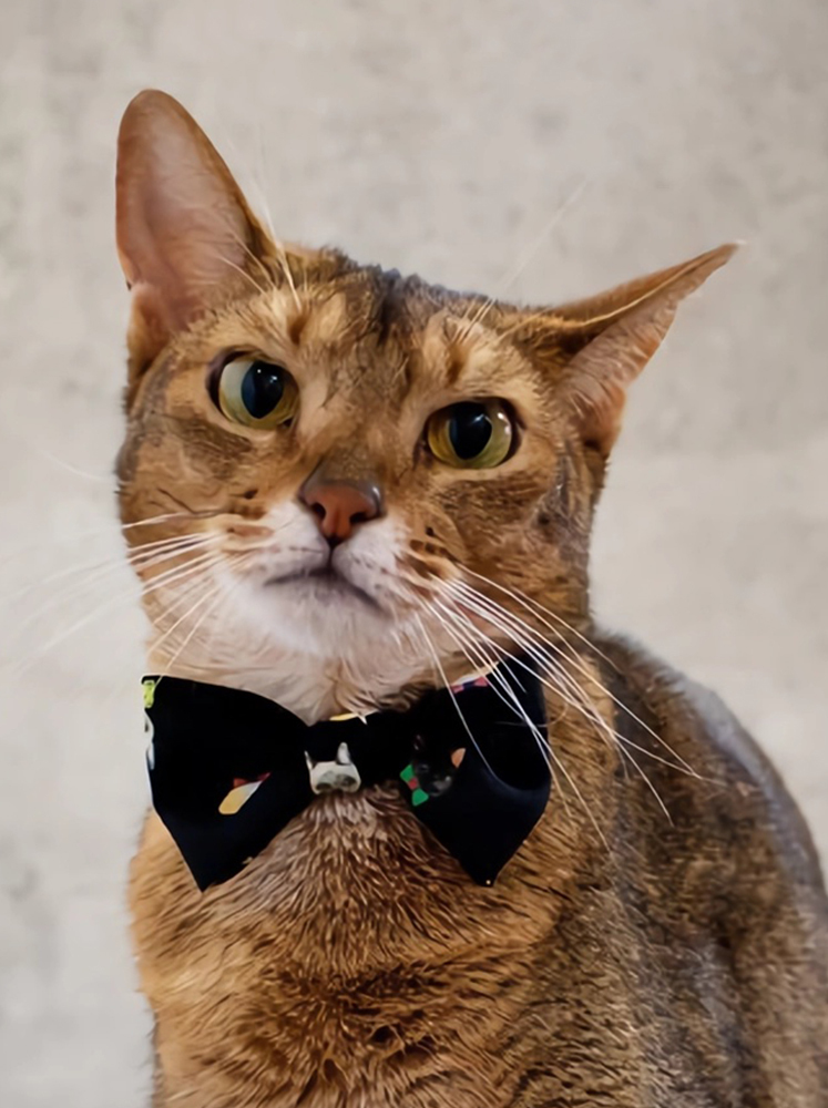 necono-mannine Ribbon cat face(四款可選) │包旺家選品