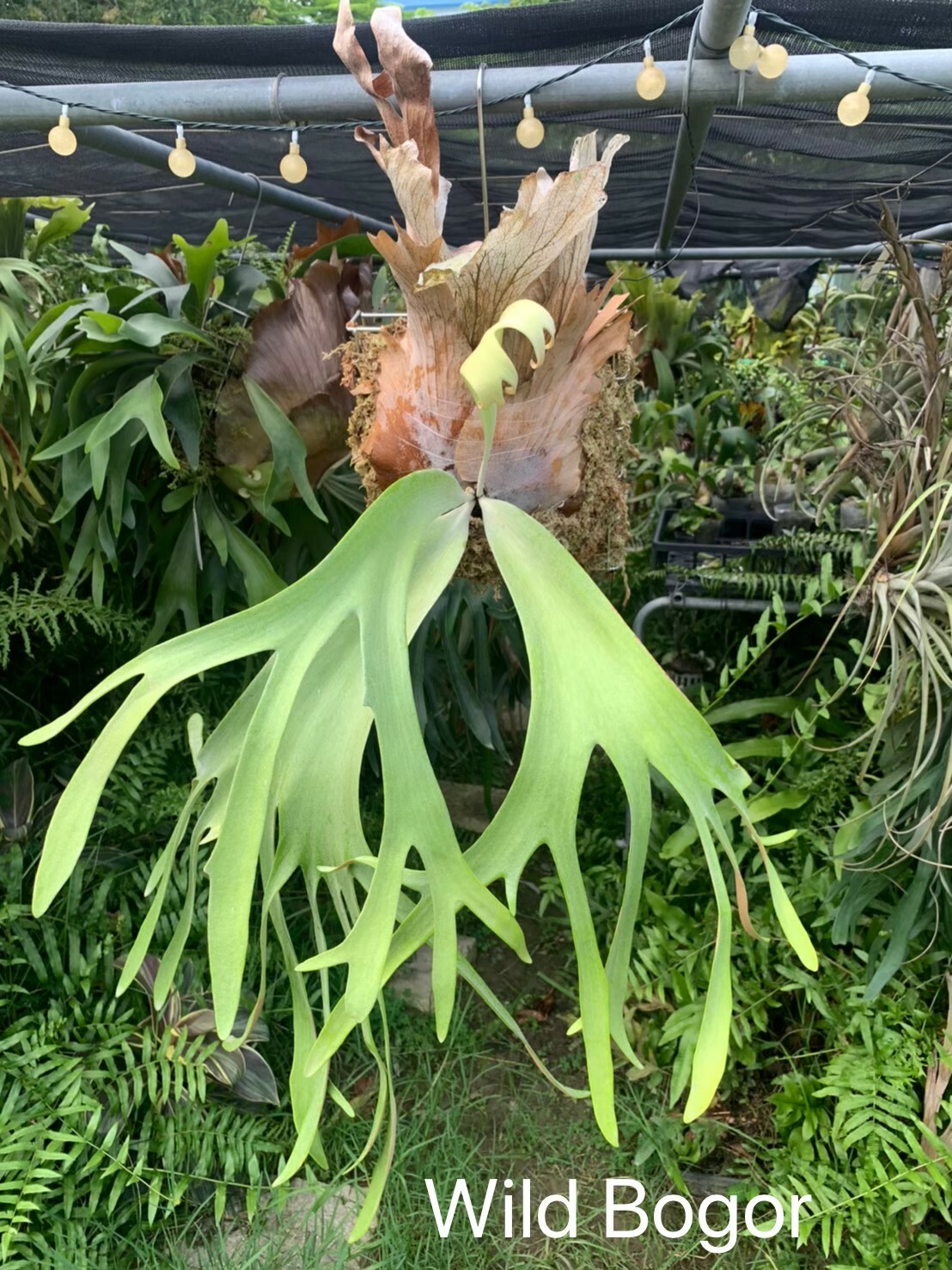 P.willinckii Bogor wild form