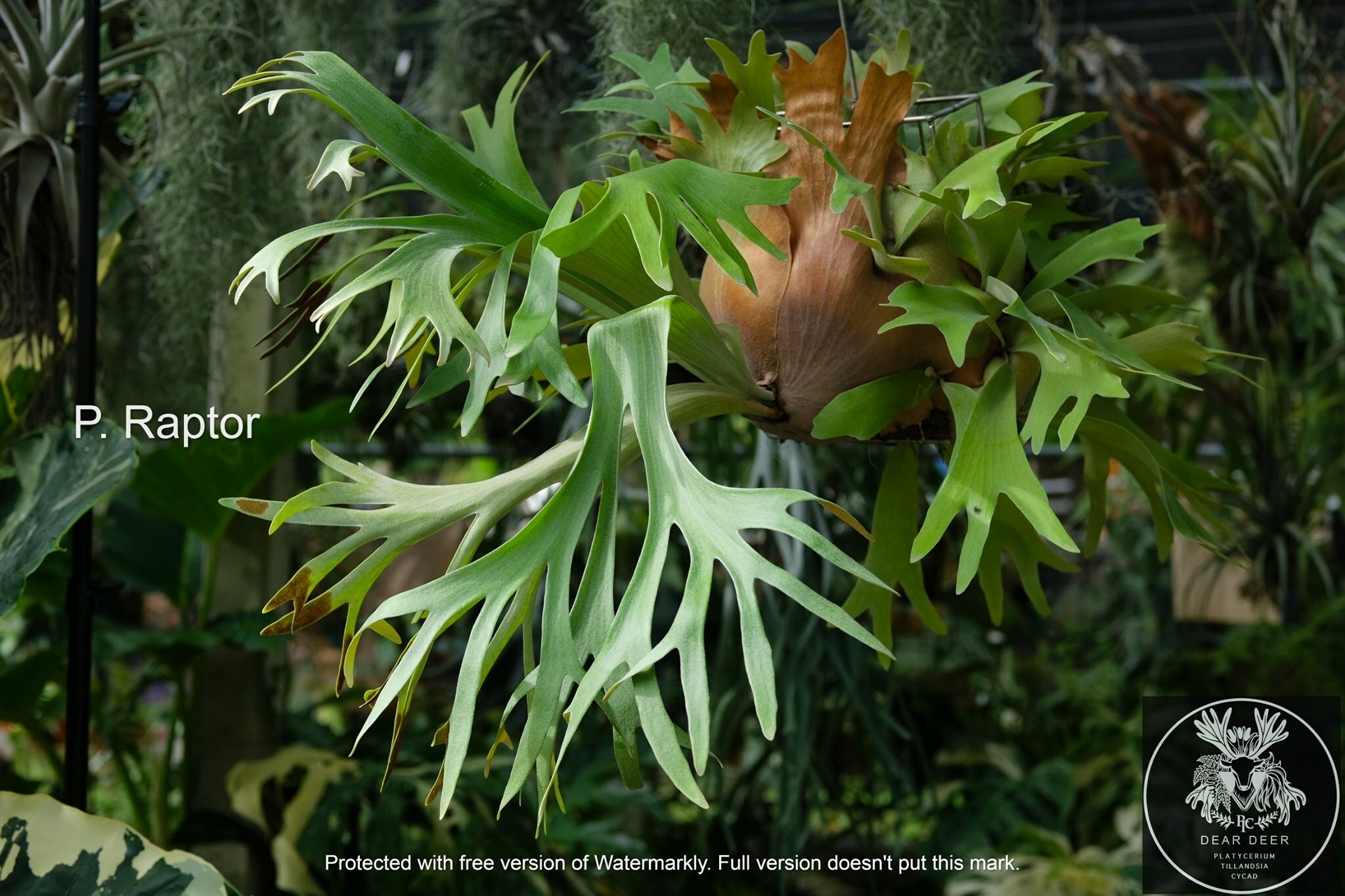 P.Raptor 迅猛龍(Unknow Hybrid)