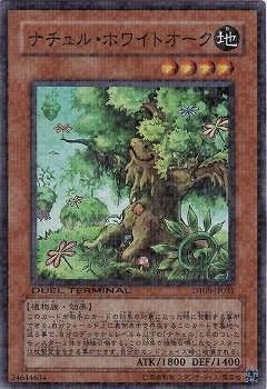 DT08-JP031(SR) 自然白橡樹