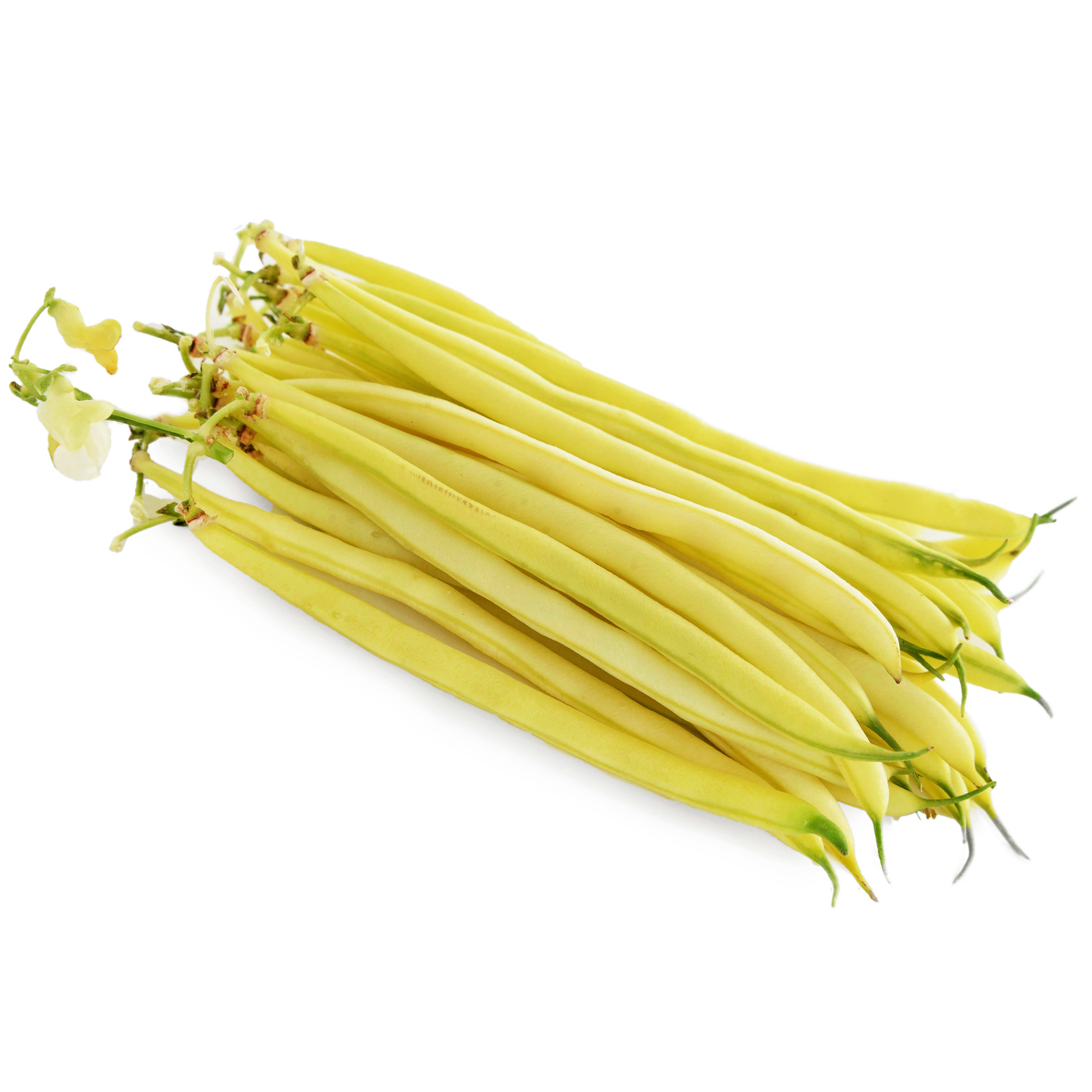 精選蔬果種子 HV-352金敏豆(SB-234)