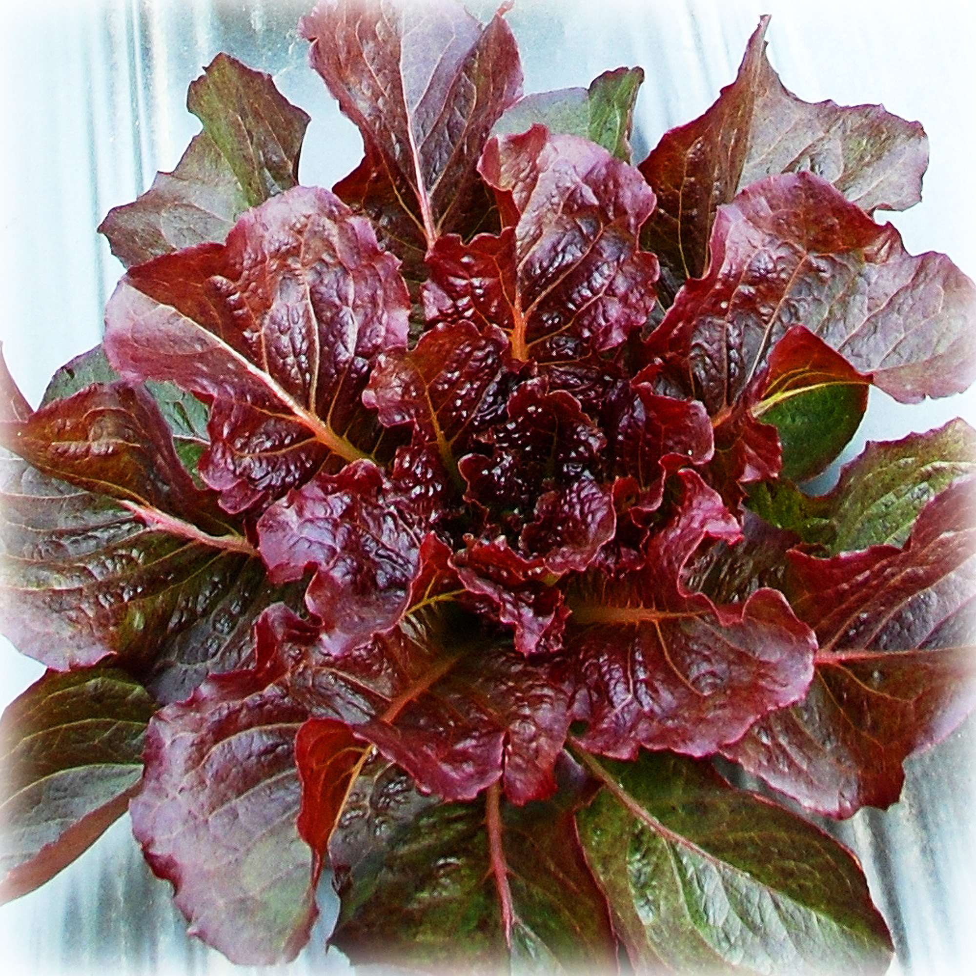 精選生菜種子 LS-062紅琴