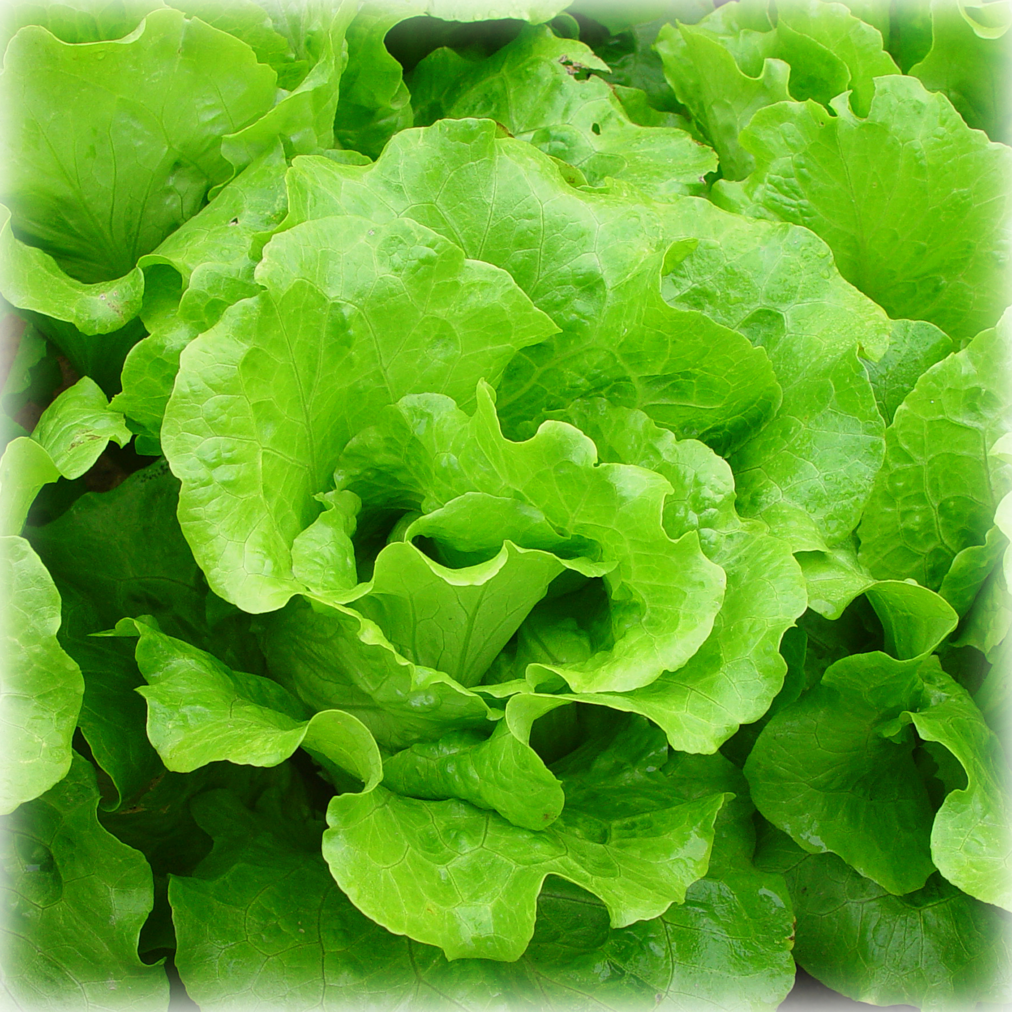 精選生菜種子 LS-004大陸妹