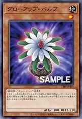 23TP-JP405 成長的鱗莖