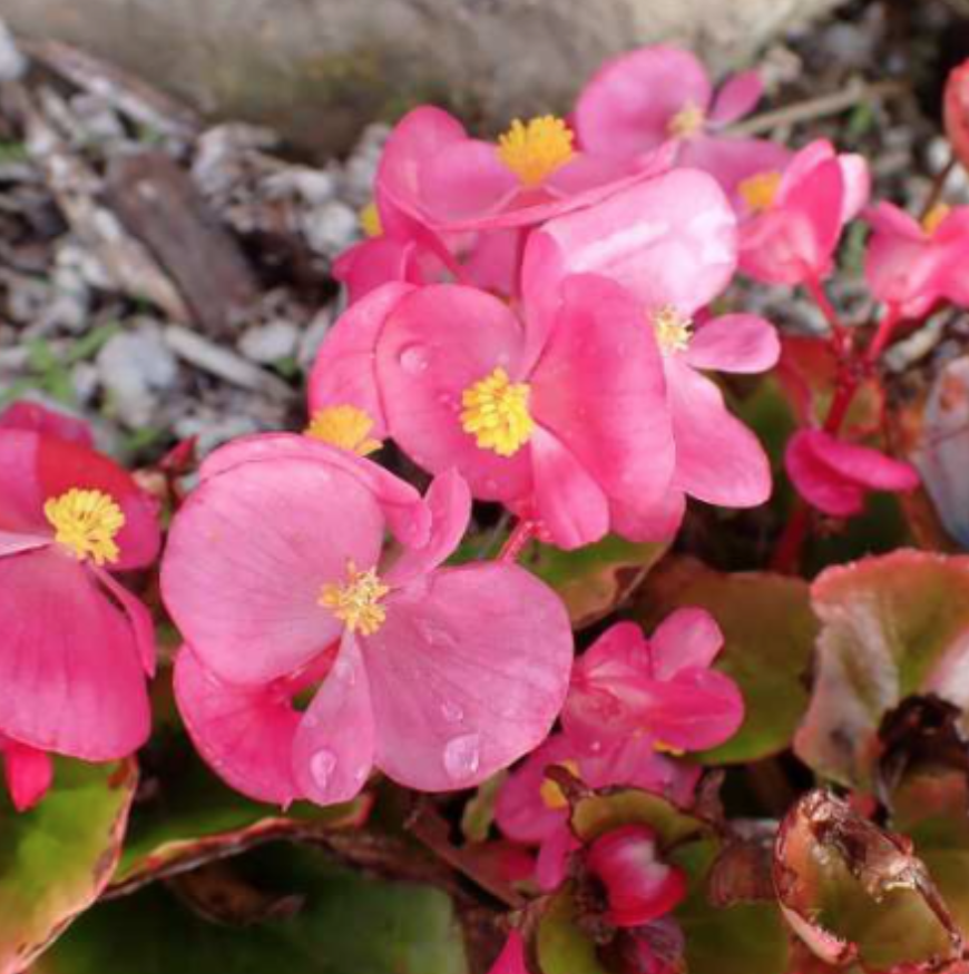 Local Organic Single Edible Flowers - Perpetual Begonia