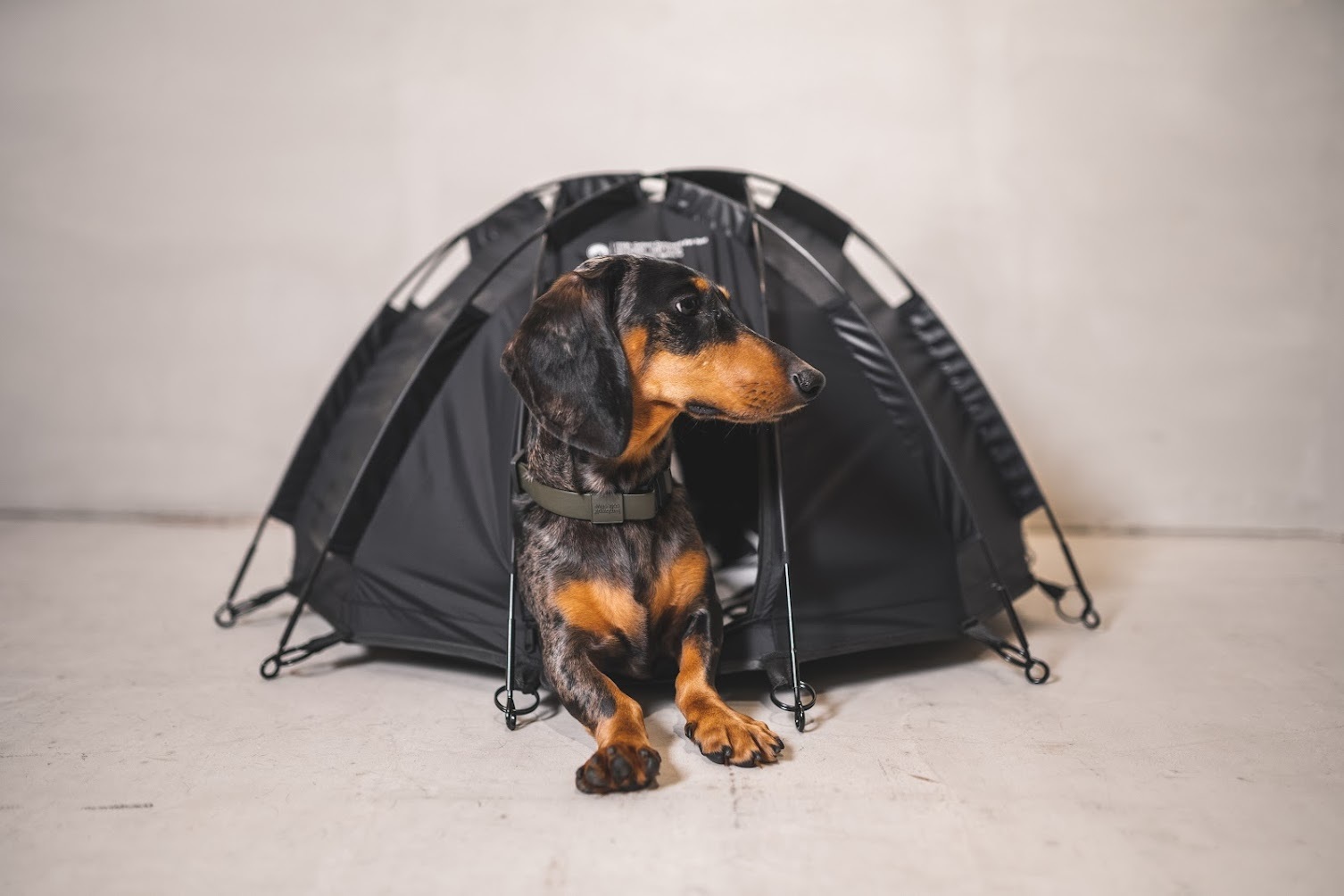 Gallant - Portable Pet DOME輕量寵物帳