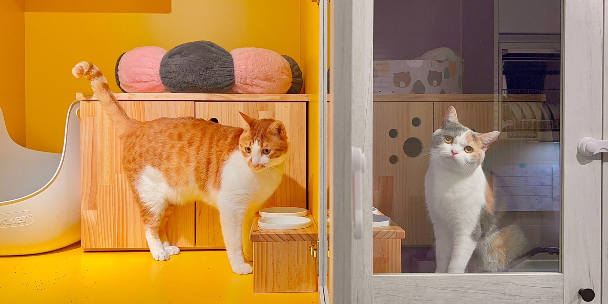 【寵物攝影機推薦】貓旅館使用arlo攝影機 細心守護每一隻入住的貓咪