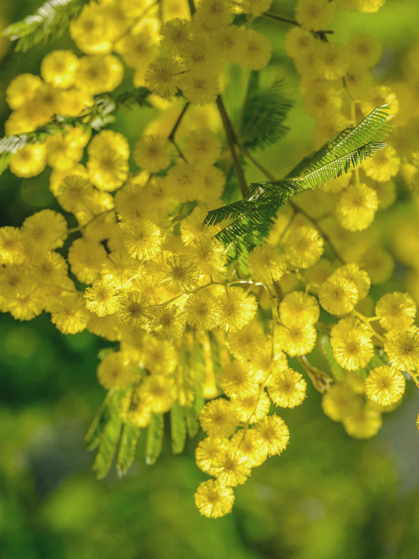 CW - MIMOSA ABSOLUTE