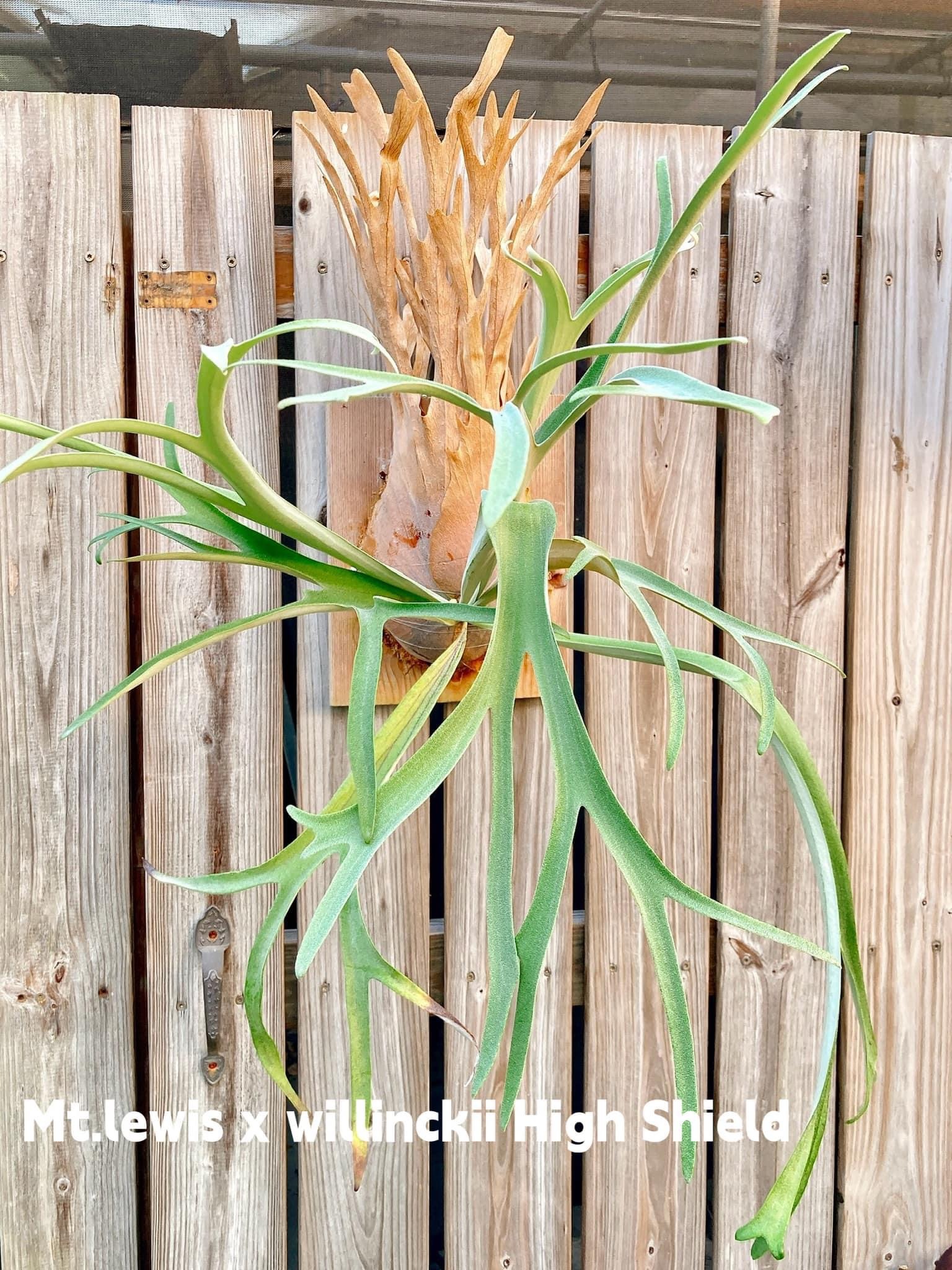 Mt.Lewis x P.willinckii High Shield