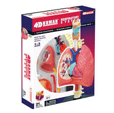 4D HUMAN - 4D HUMAN- CRANIAL NERVE SKULL ANATOMY MODEL