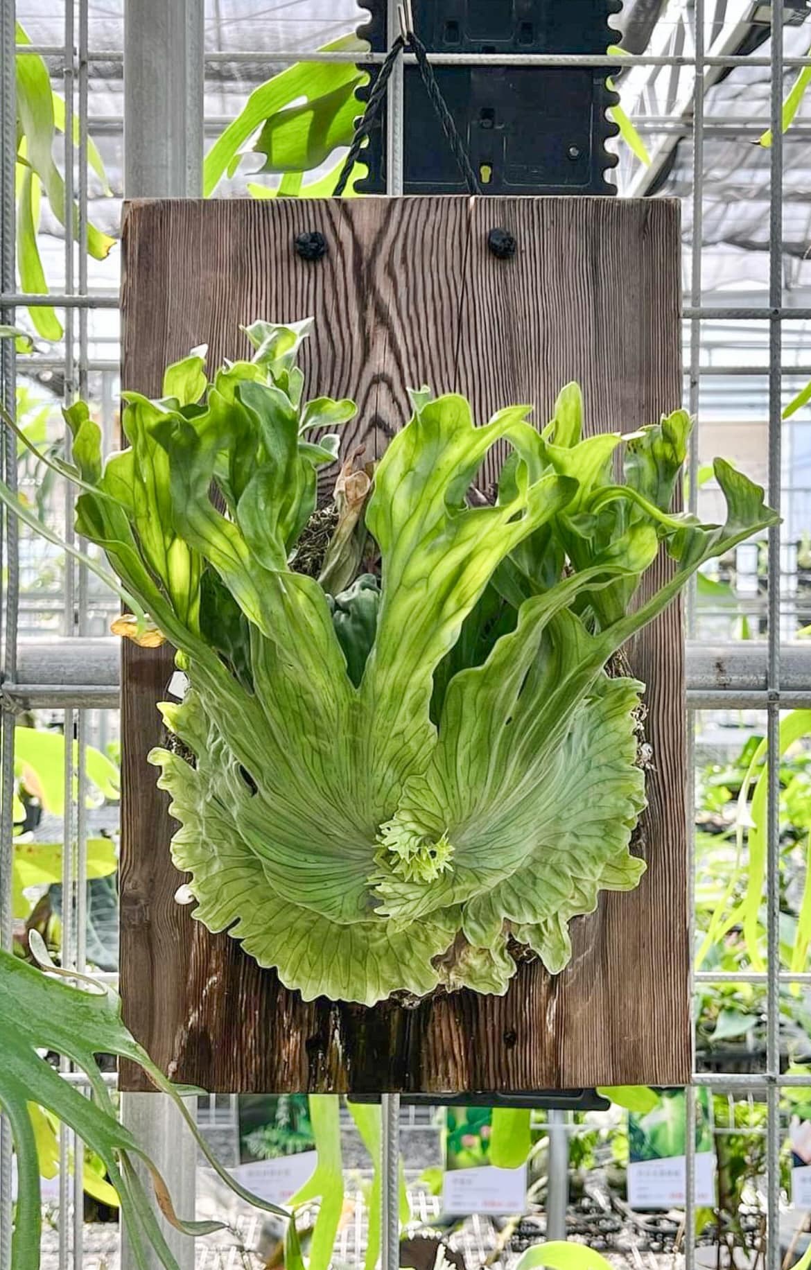 侏儒捲葉女王 P. wandae var. dwarf & curling 2.5吋盆