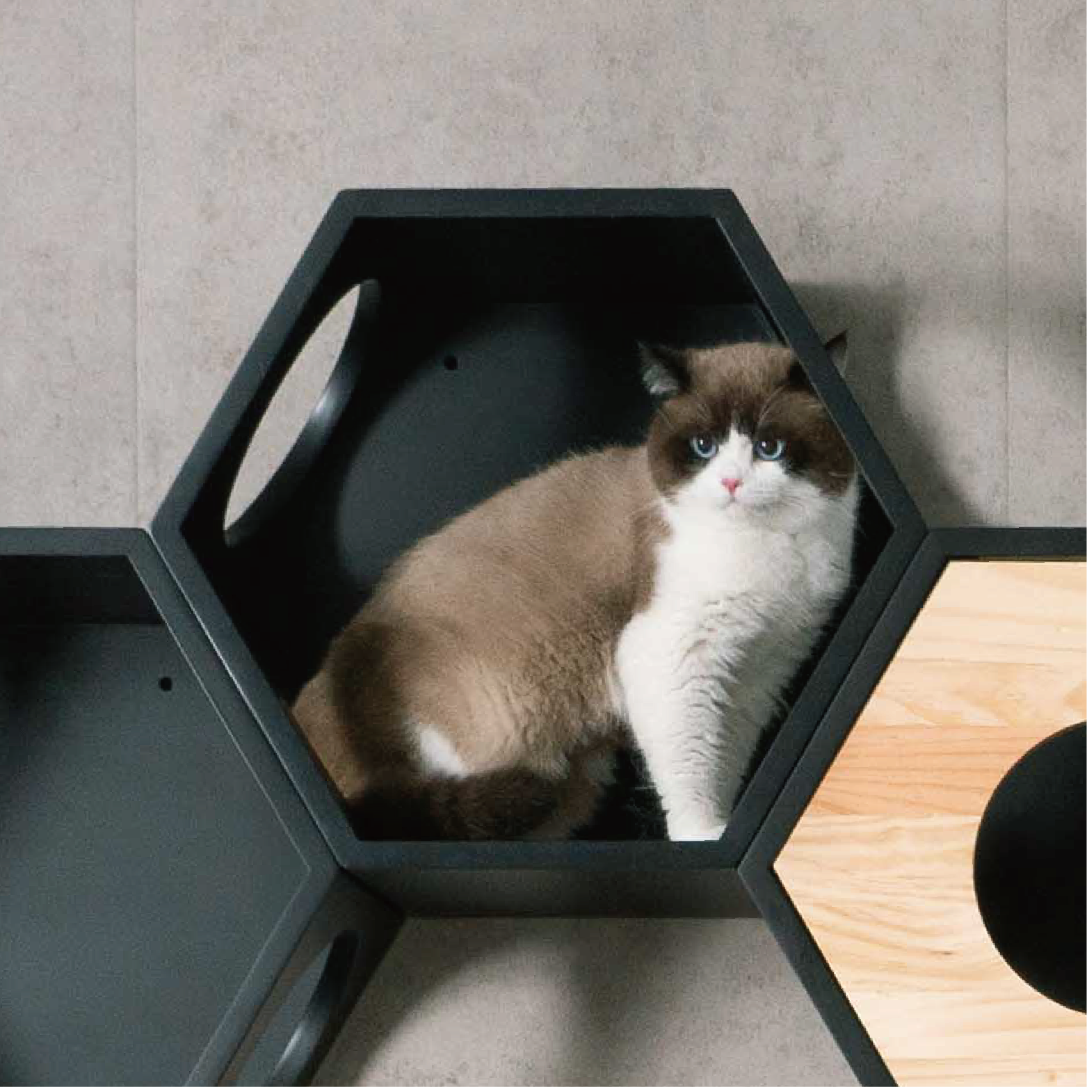 MYZOO動物緣｜貓跳台 - Busycat 六角跳台（黑色）