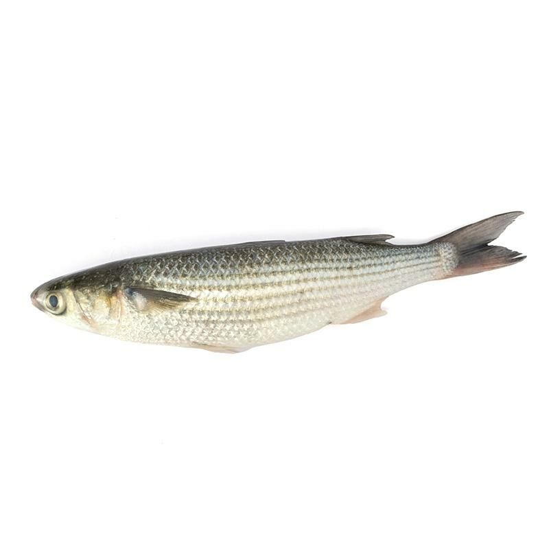 Local IQF AFFS Grey Mullet 400g