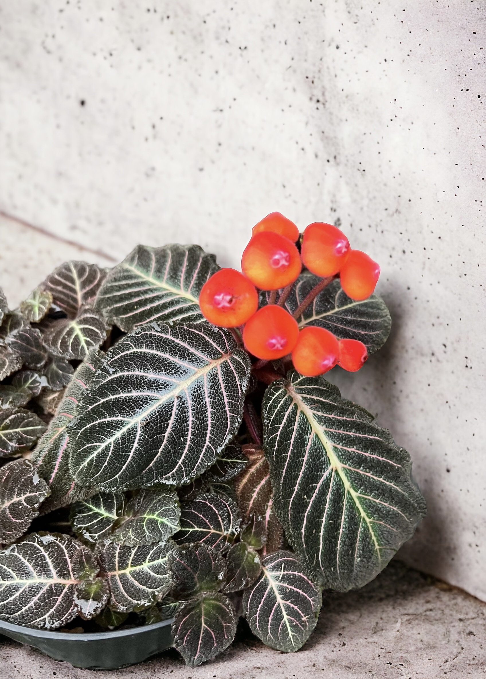 Pearcea hypocyrtiflora 佛肚岩桐