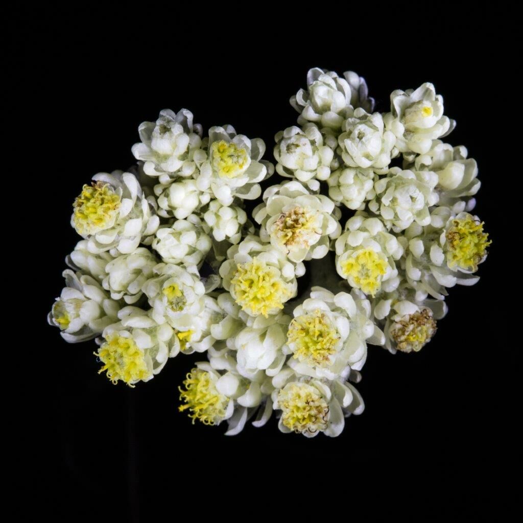 非洲蠟菊 Imphepho