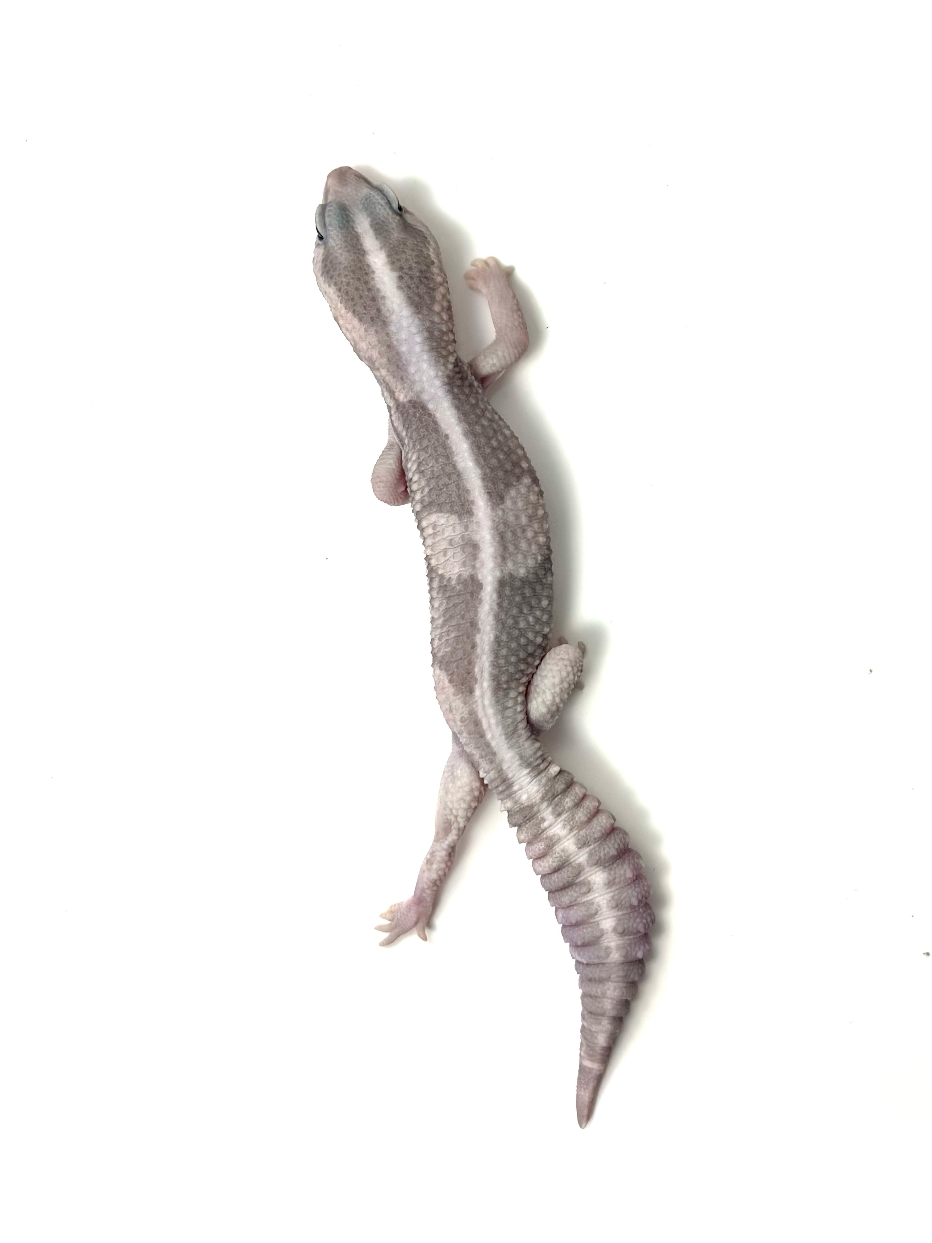 Ghost Oreo (Het Patternless), 肥尾守宮