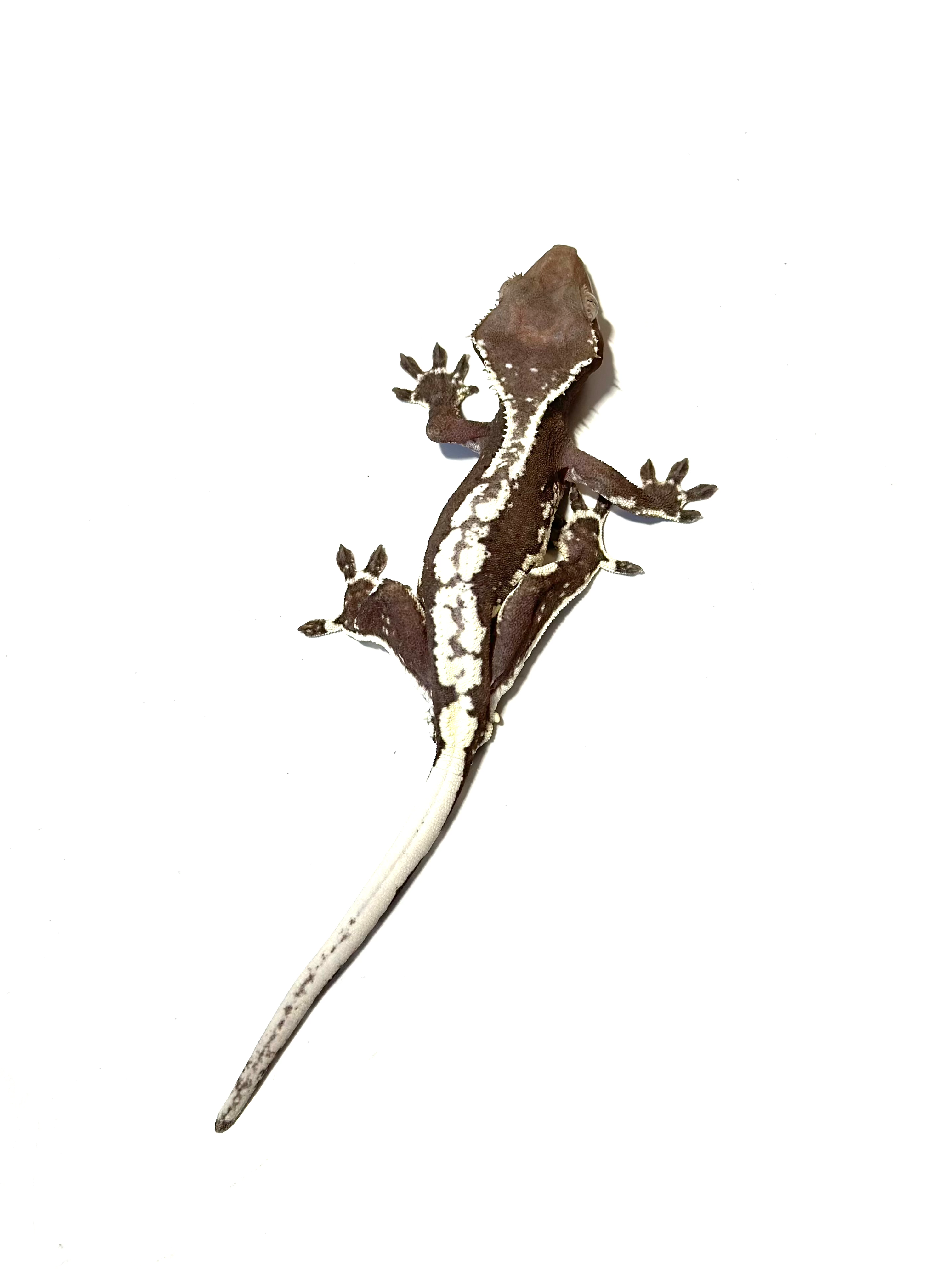 Lily White Axanthic 睫角守宫