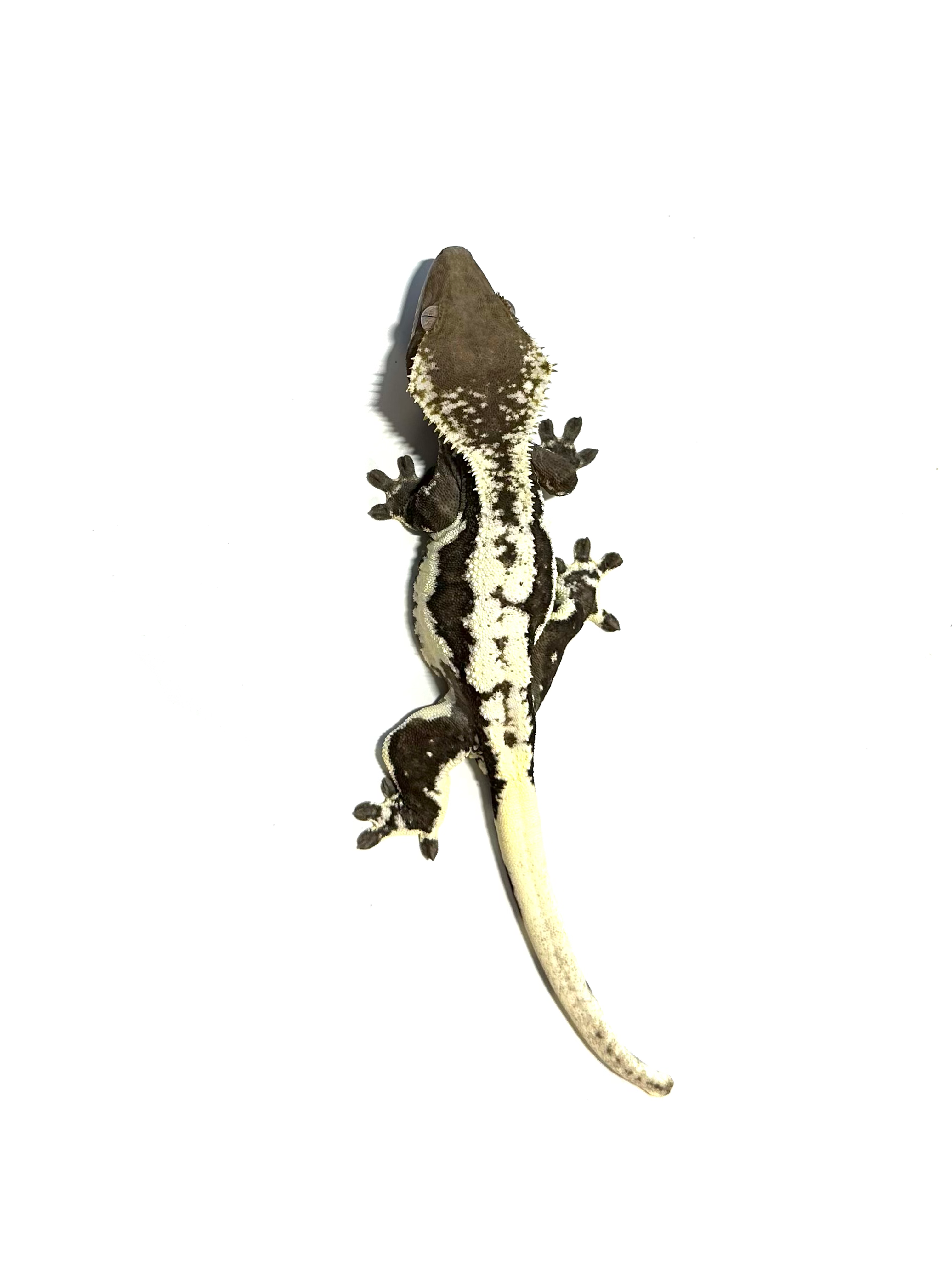 Lily White Axanthic Crested Gecko