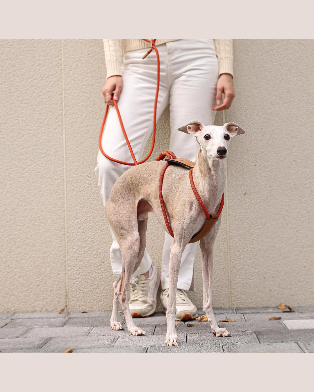 Essential Harness寵物胸背帶