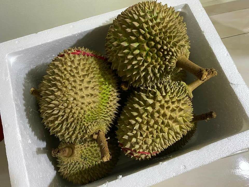 馬來西亞 勞勿 D197 貓山王鮮果（A果10kg/箱, 5-6個/箱）原箱直送