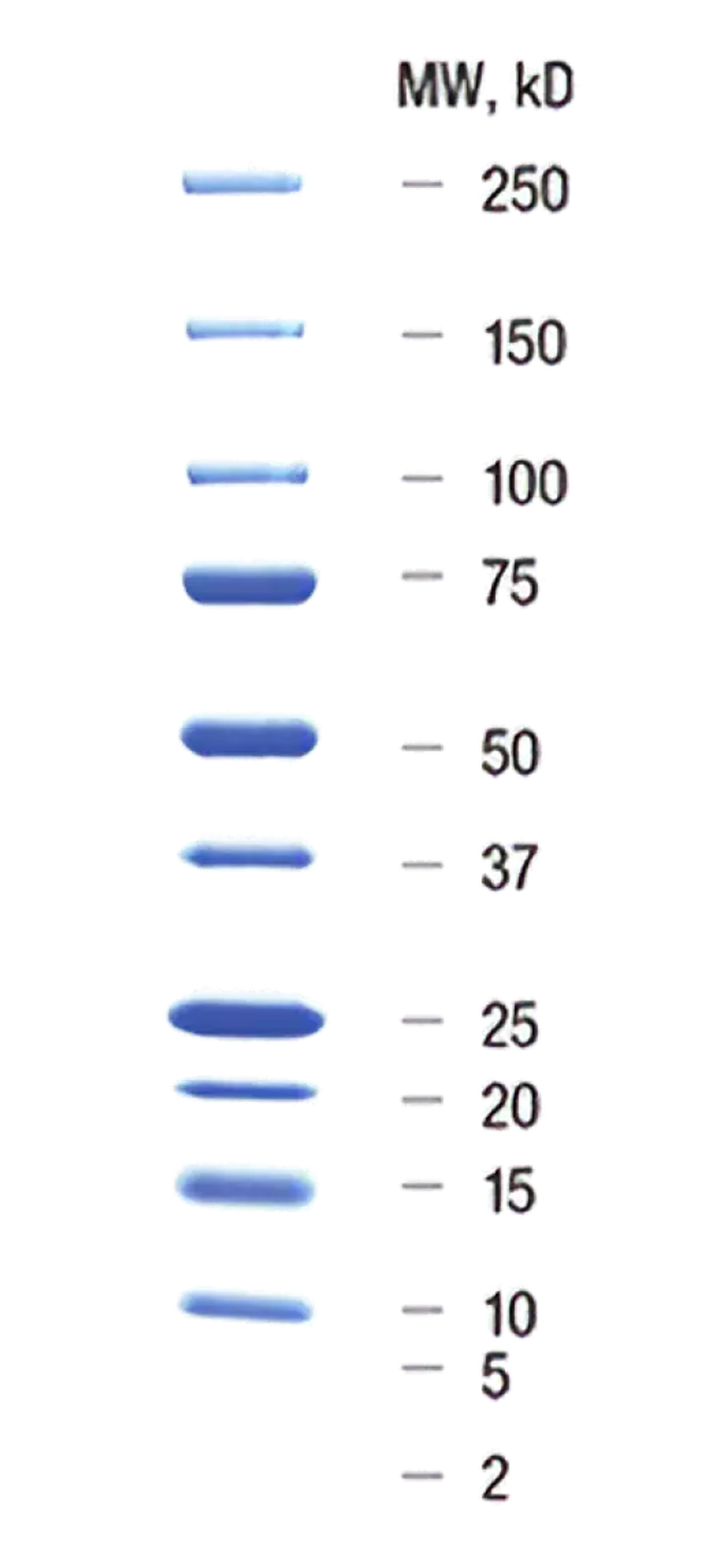 BIO-RAD Precision Plus Protein All Blue Standards, 蛋...